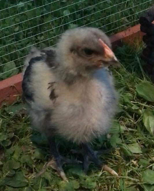 Kücken Geschlecht? (Huhn, Hahn, Henne)