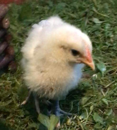 Kücken Geschlecht? (Huhn, Hahn, Henne)
