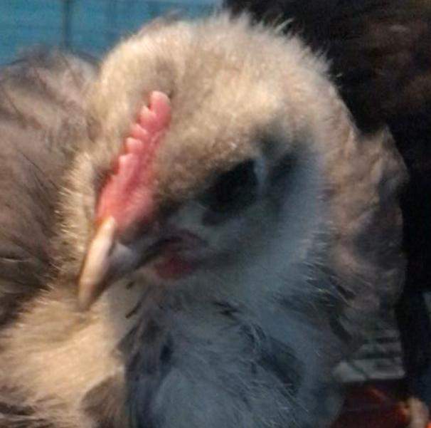 Kücken Geschlecht? (Huhn, Hahn, Henne)