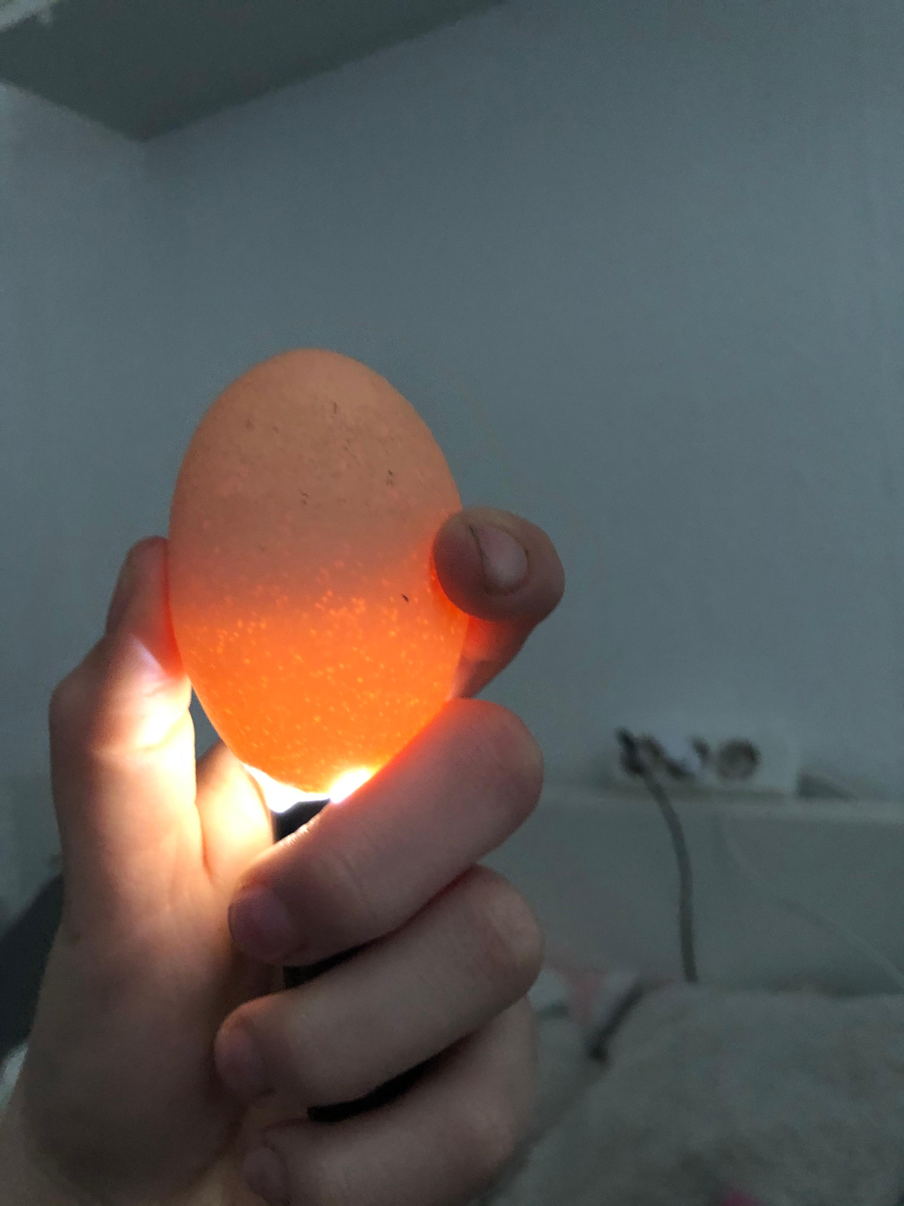 Küken in den Eiern? (Hühner)