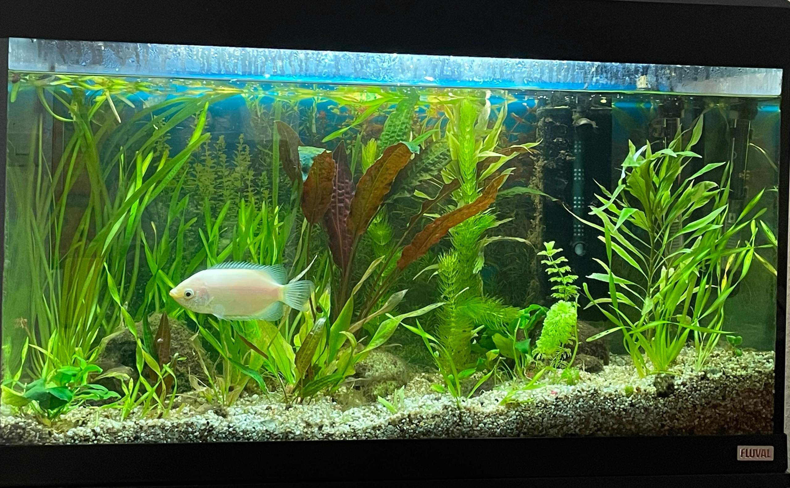 Küssender Girami? (Aquariumfische, Süßwasseraquarium)