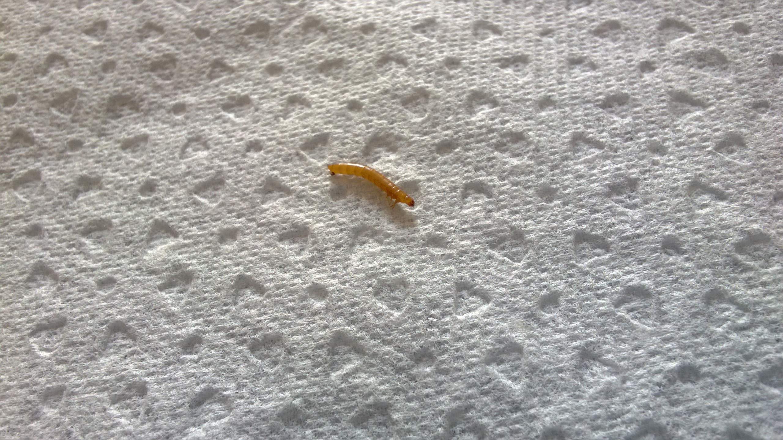 Larve/Made/Raupe im Schlafzimmer?! (kein Teppichkäfer!) (Insekten ...