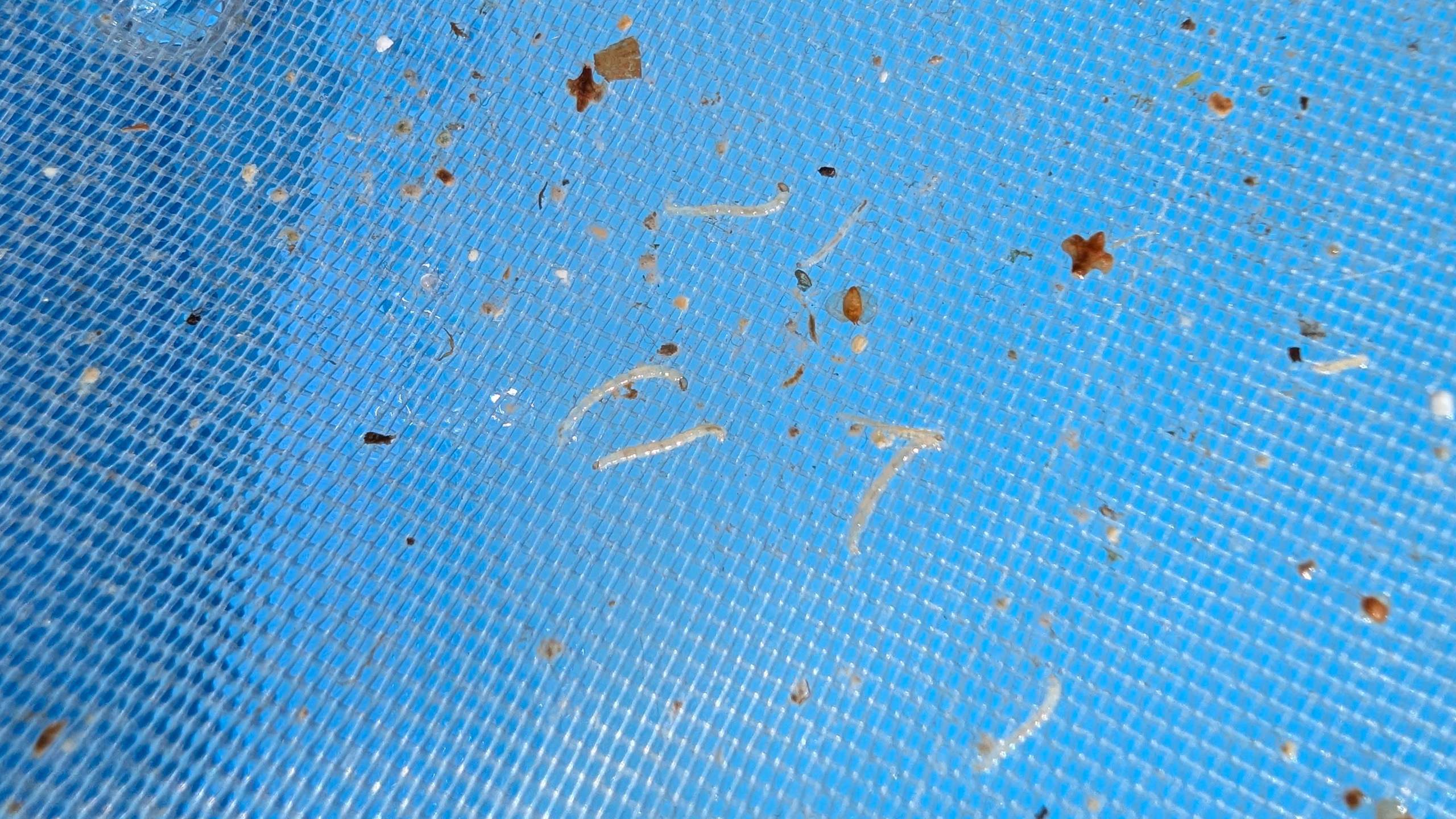 Larven im Pool? (Würmer, Schädlingsbekämpfung, Insektenbestimmung)