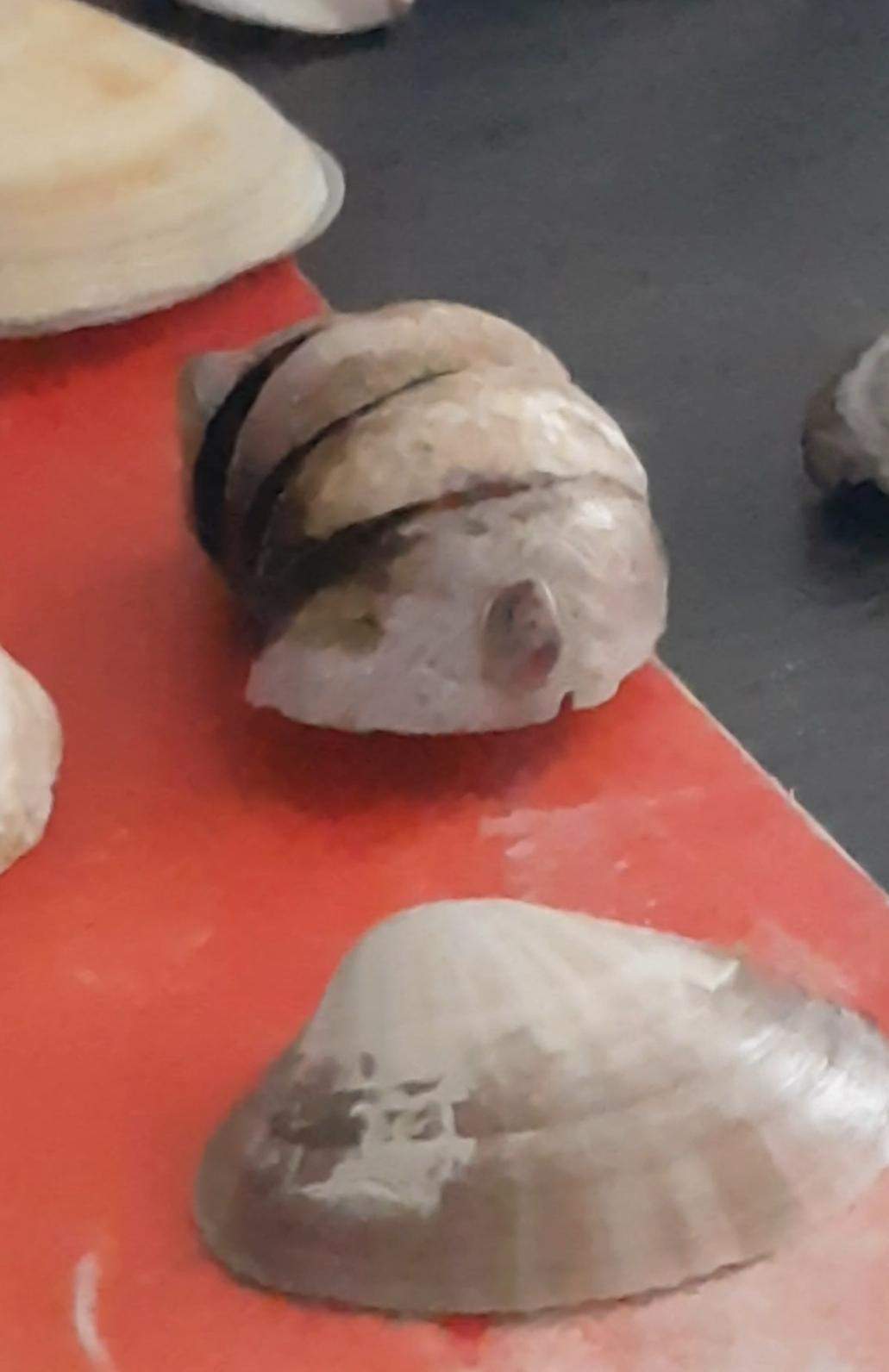 Lebendige Muschel? (Aquarium, Meer, Muscheln)