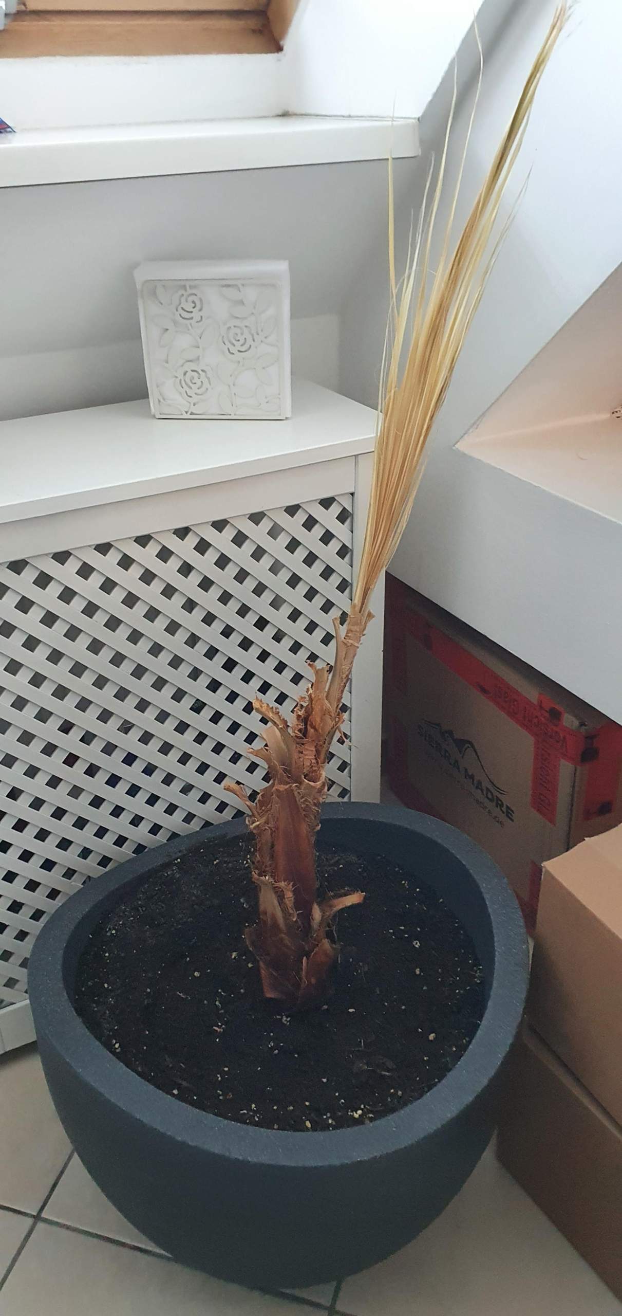 Lebt die Palme noch? (Pflanzen)