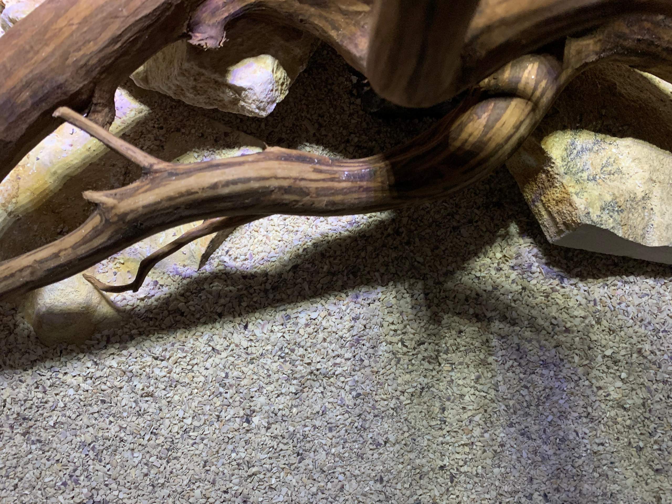 Leopardgecko Bodengrund richtig? (Tiere)