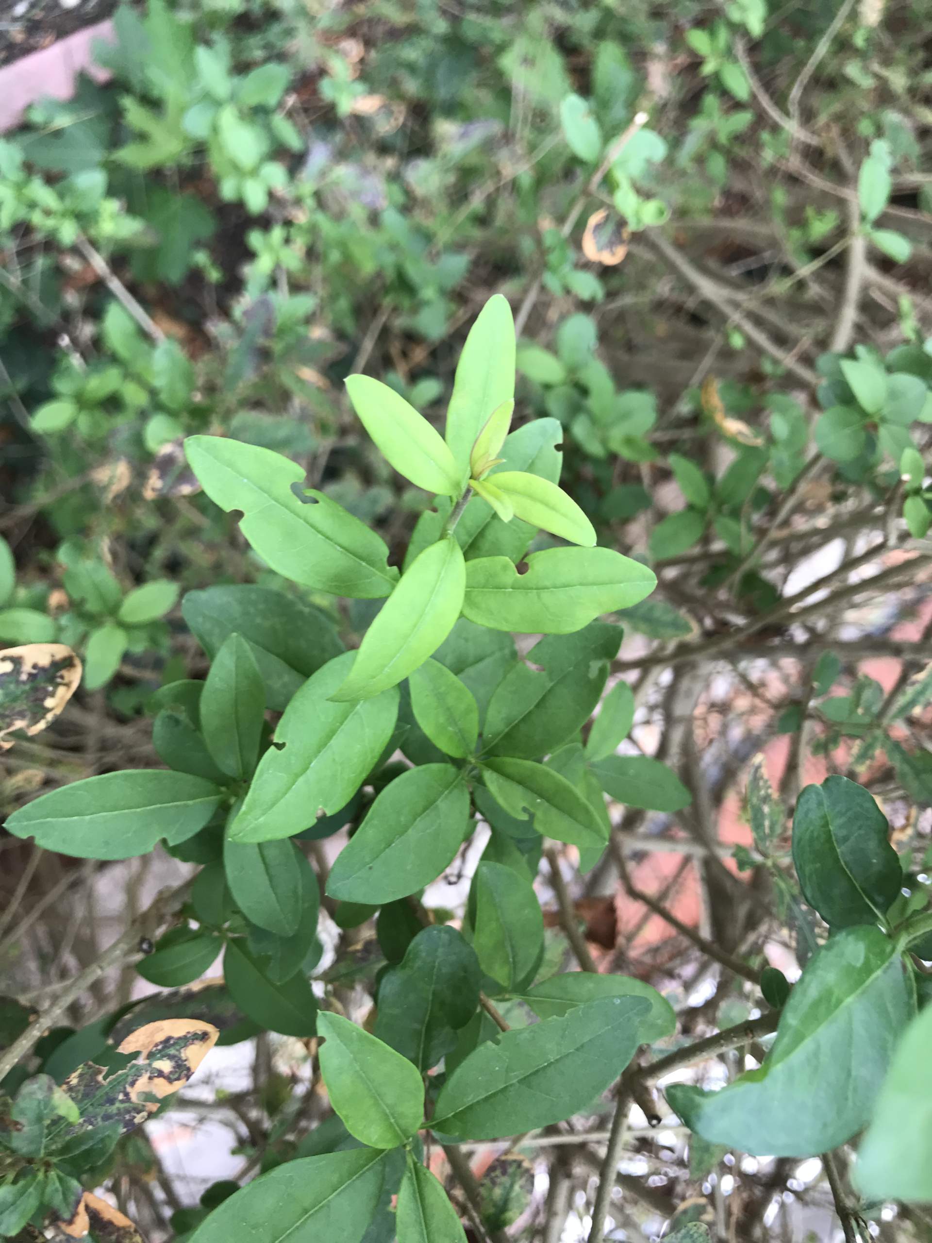 Liguster - Welcher Schädling macht uns das Leben so schwer? (Garten ...