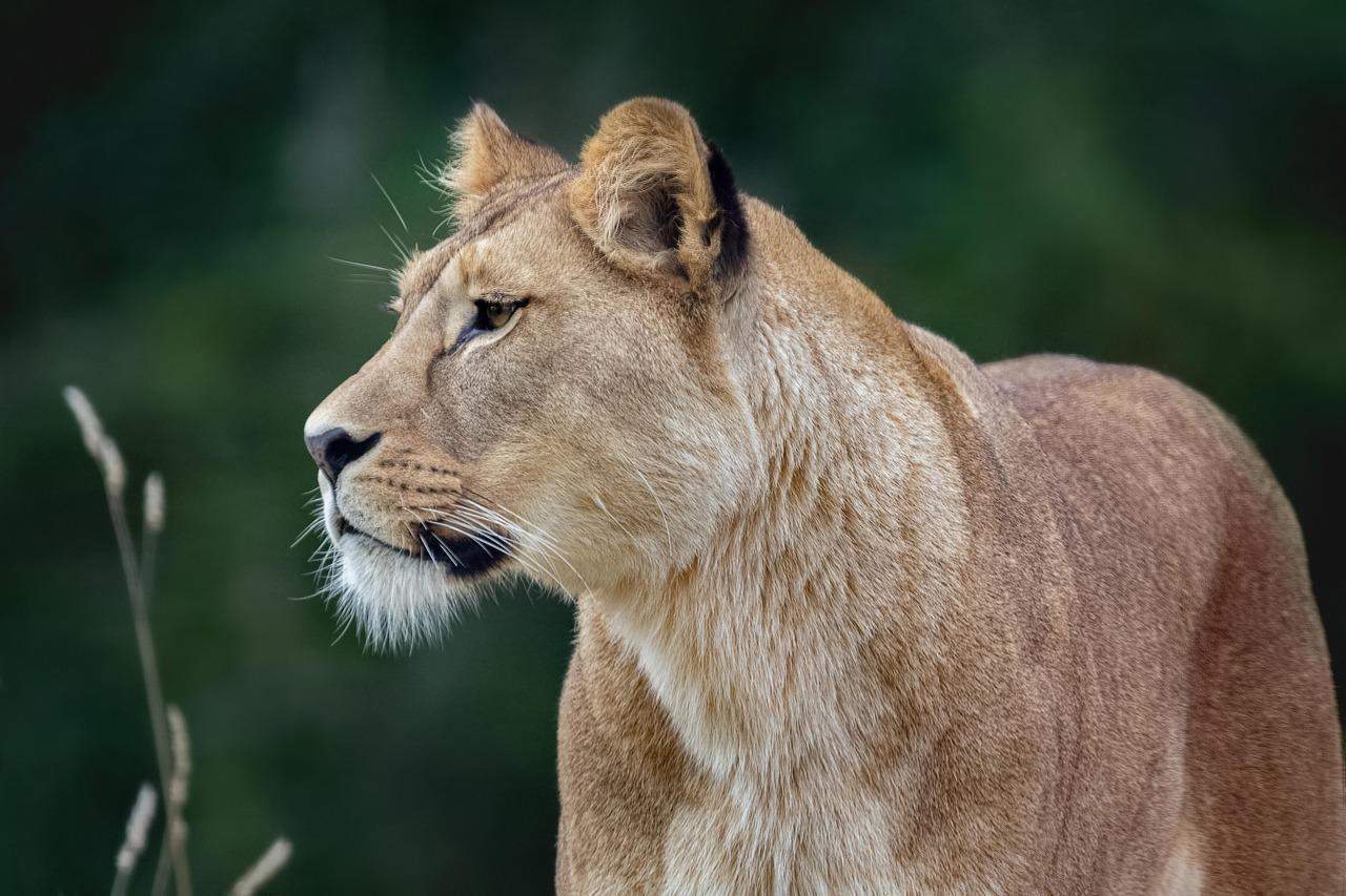 Löwin? (Art, Fell, Wildtiere)