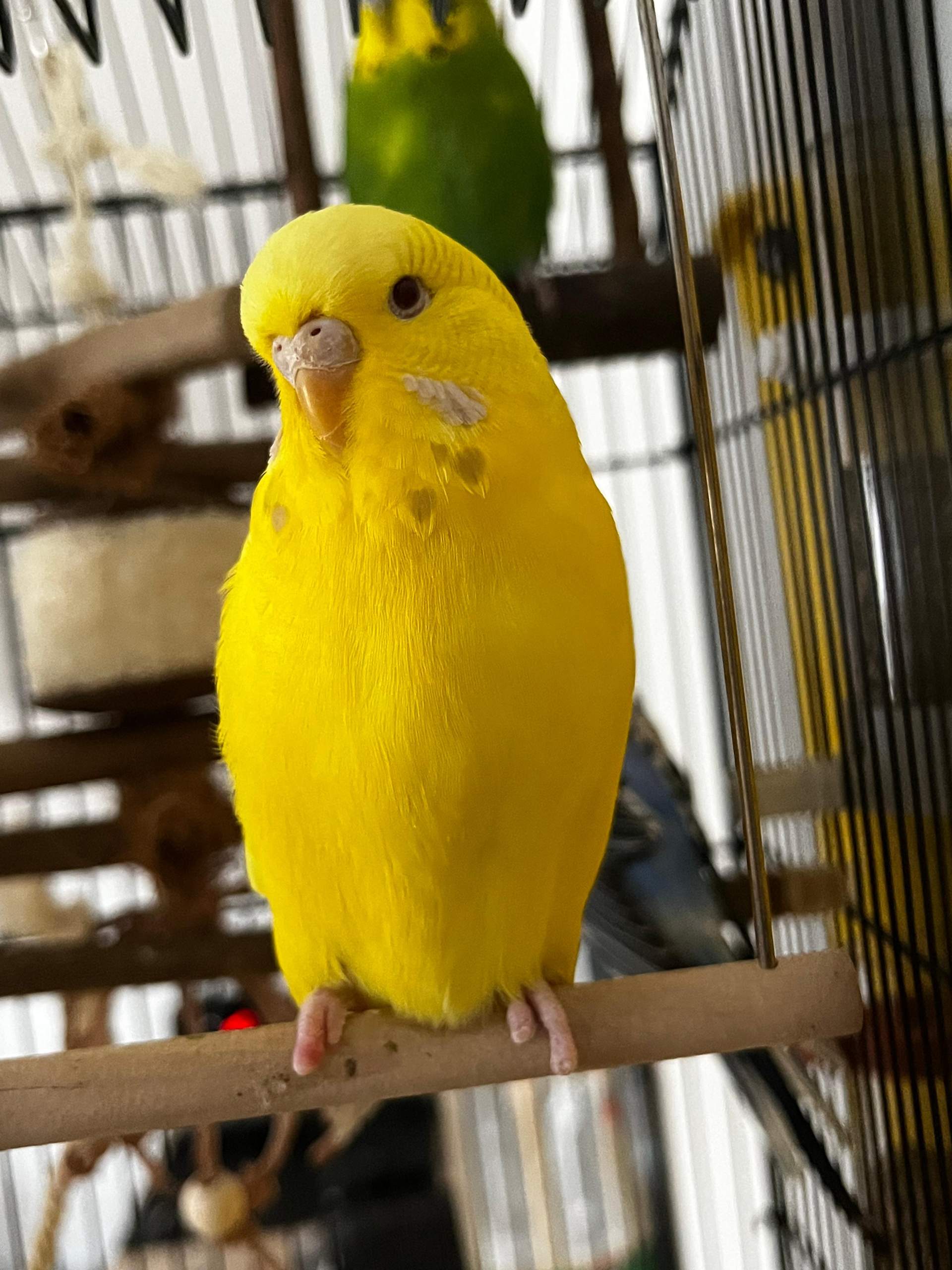 Lutino Welli hat starke Probleme mit seinen Füßchen? (Tierarzt ...