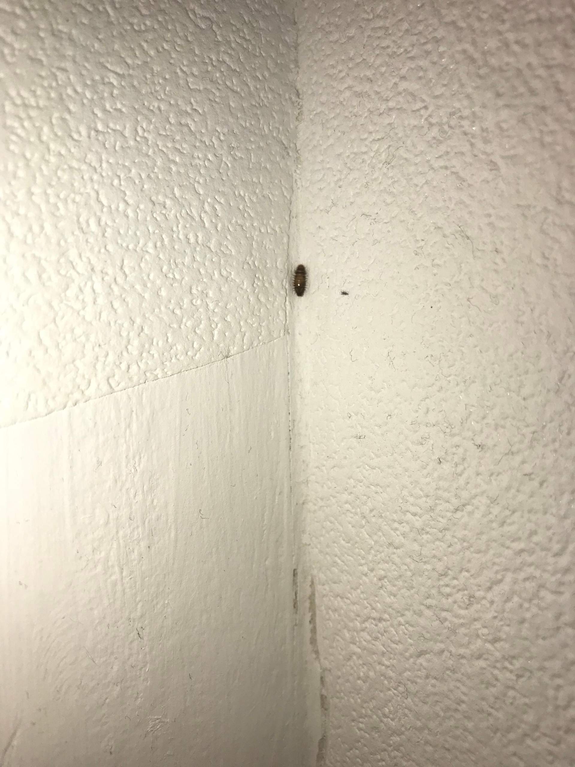 Made / Larve im Zimmer? (Insekten, Schädlinge, Ungeziefer)