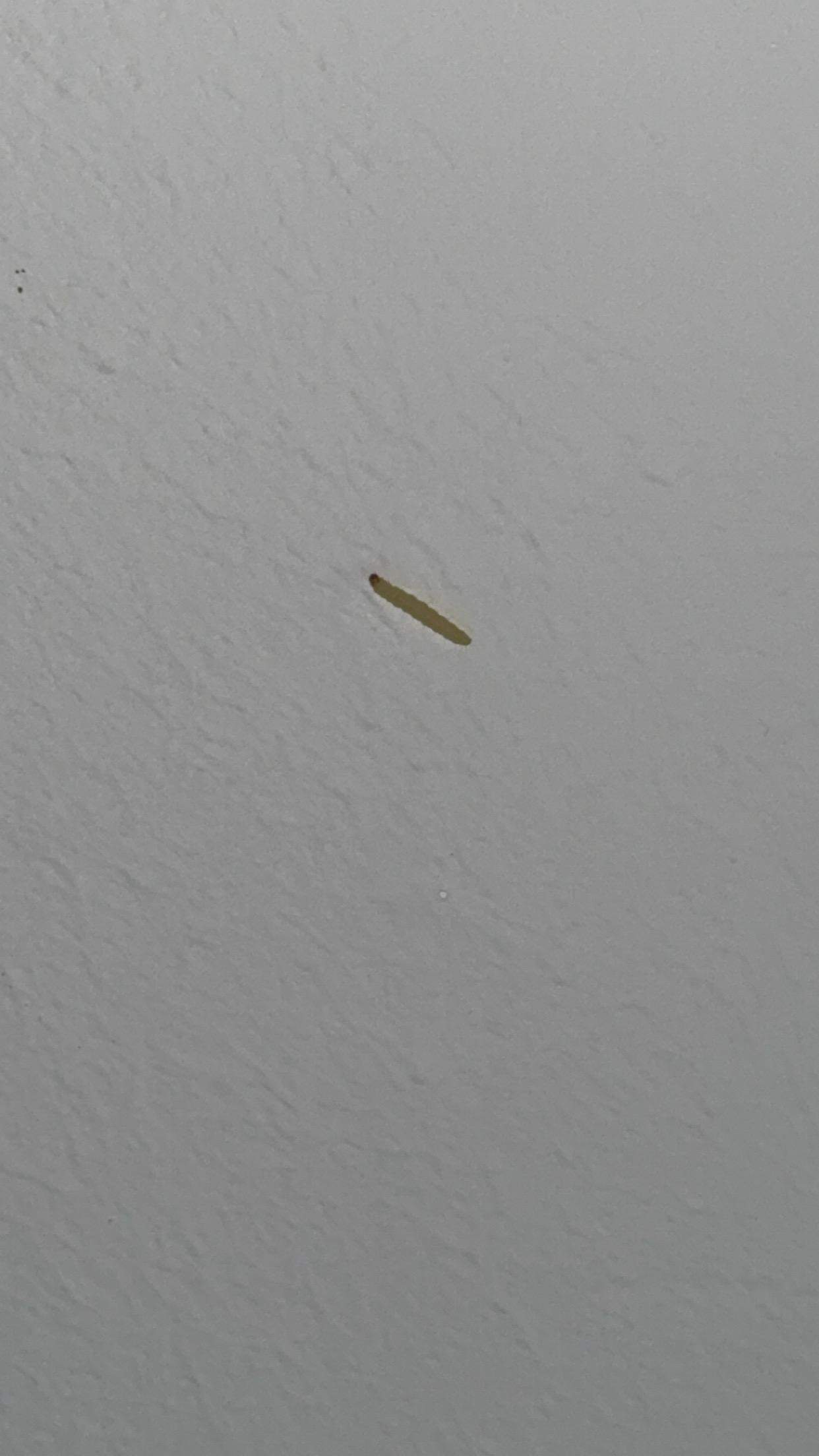 Welche Maden sind das an der Küchendecke? (Madenwürmer)