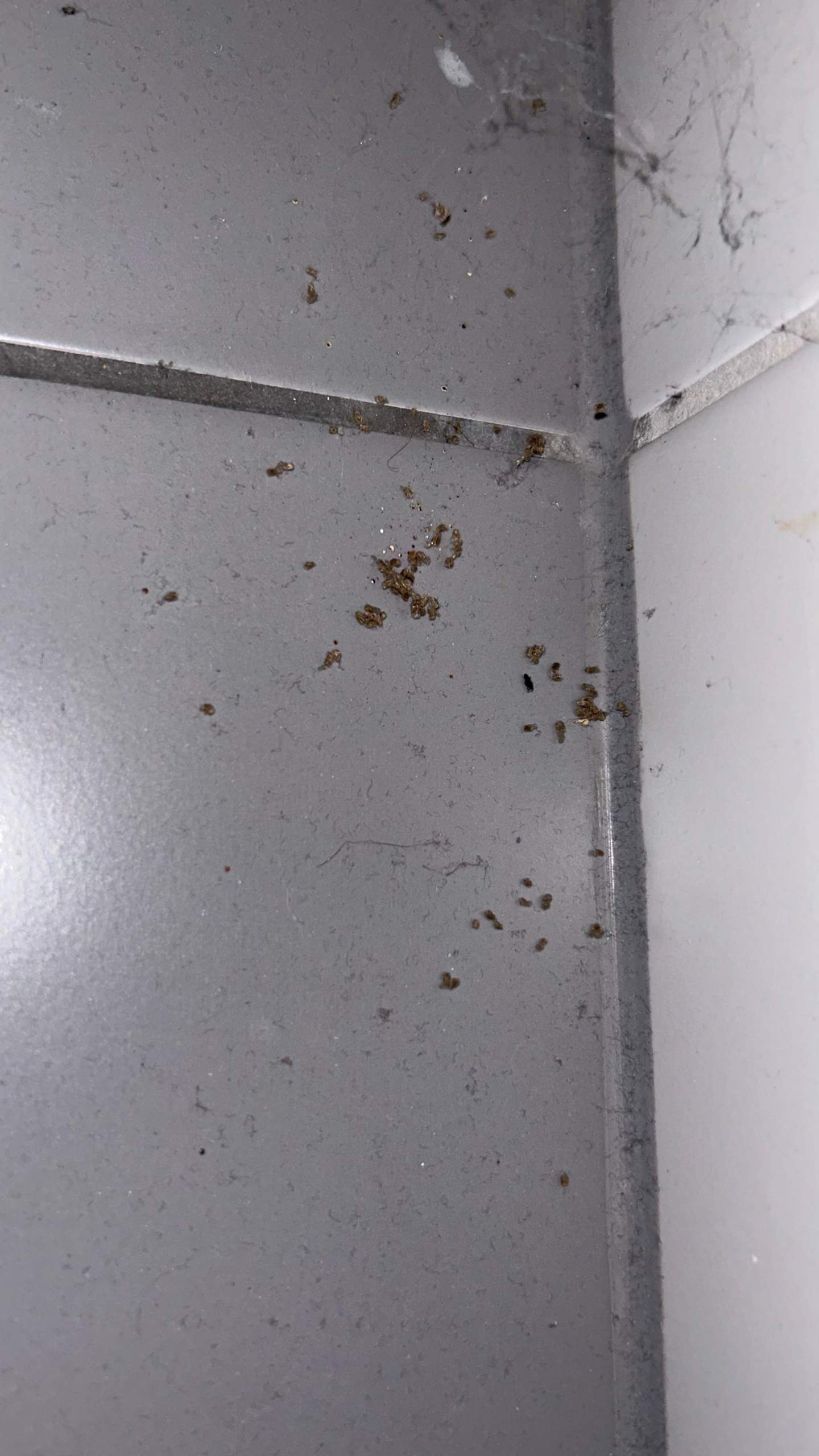 Mäusekot, Spinneneier, Ungeziefer? (Insekten, Maus, Spinnen)
