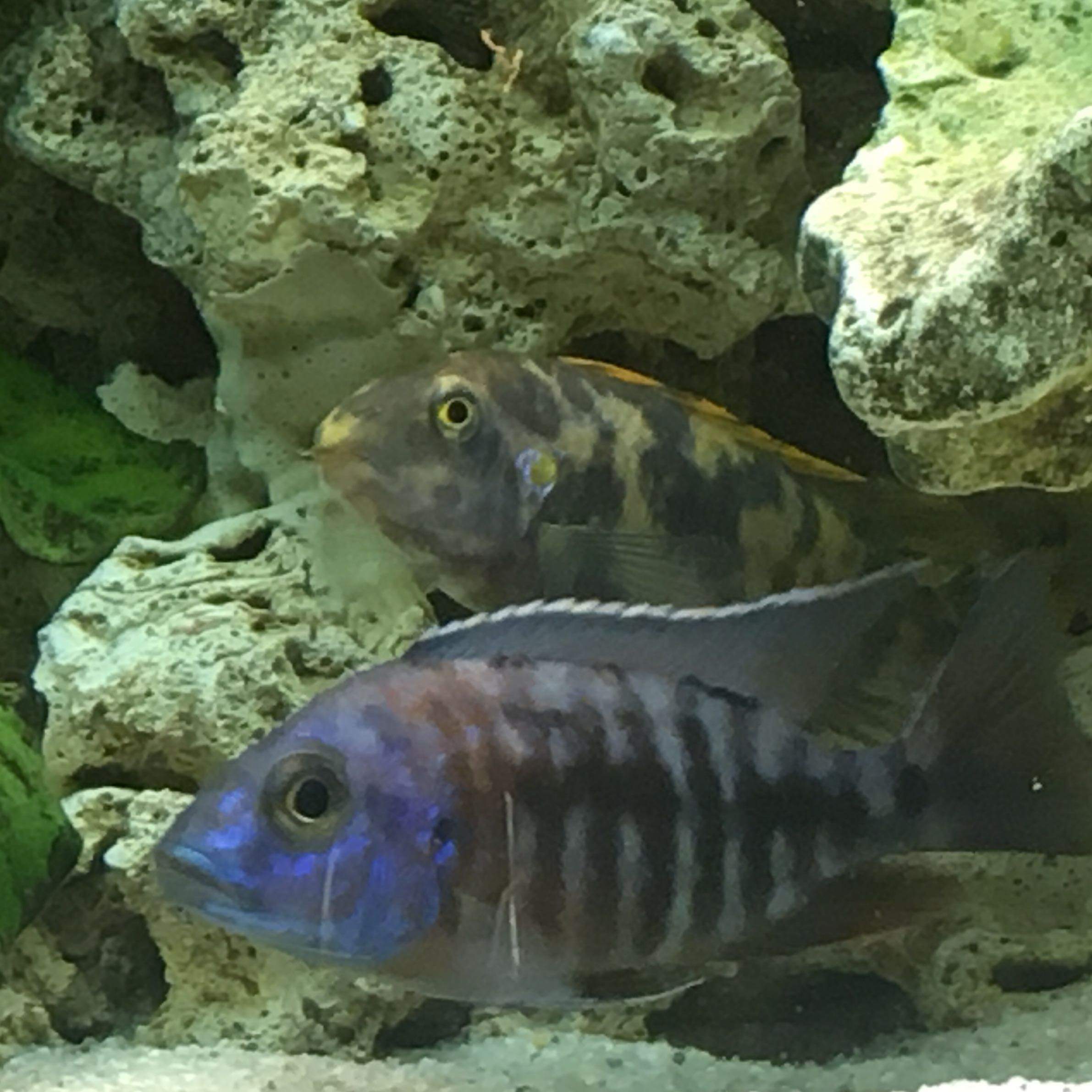 Malawi Guru's gesucht//schreckhafte Barsche wiso? (Aquarium, Aquaristik)