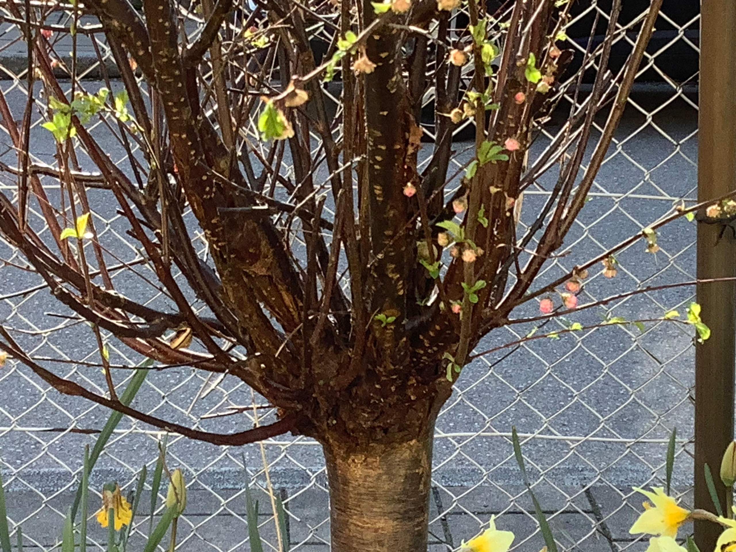 Was hat mein Mandelbäumchen? (Pflanzenpflege, Pflanzenkrankheit)