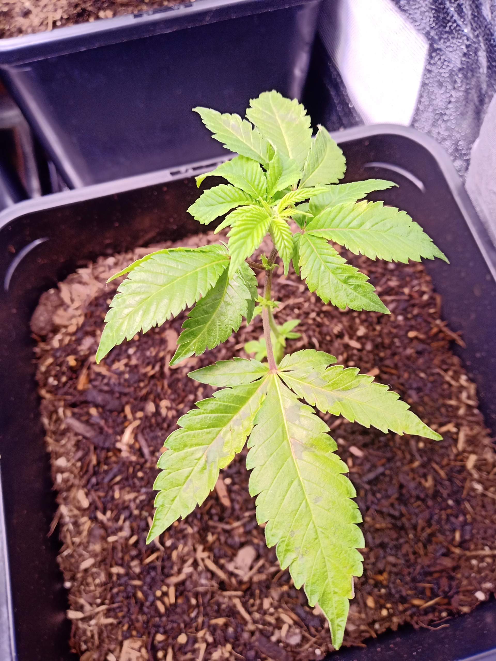 Mangel oder zu viel Licht Hanf? (Cannabis, Flecken, Pflanzenpflege)