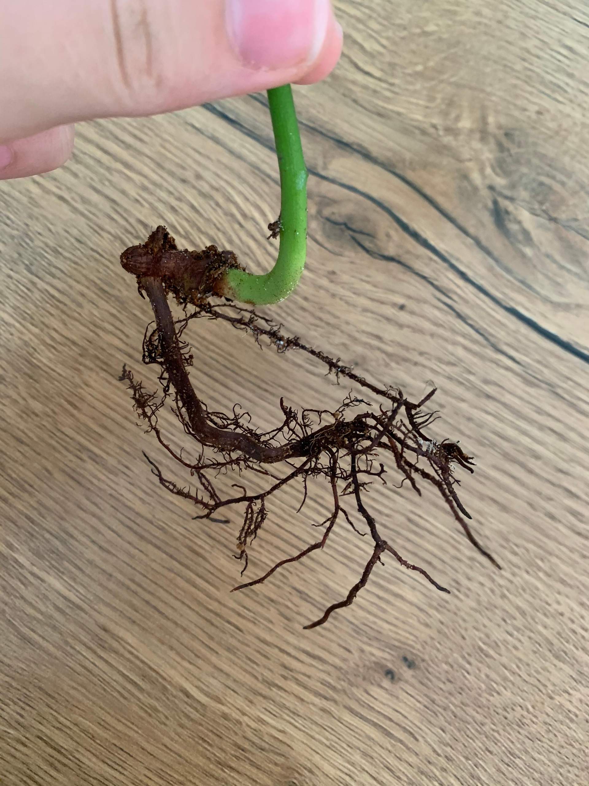 Mango hydroponic, Hydrokultur, Wurzel retten? (Pflanzen, Gärtner)