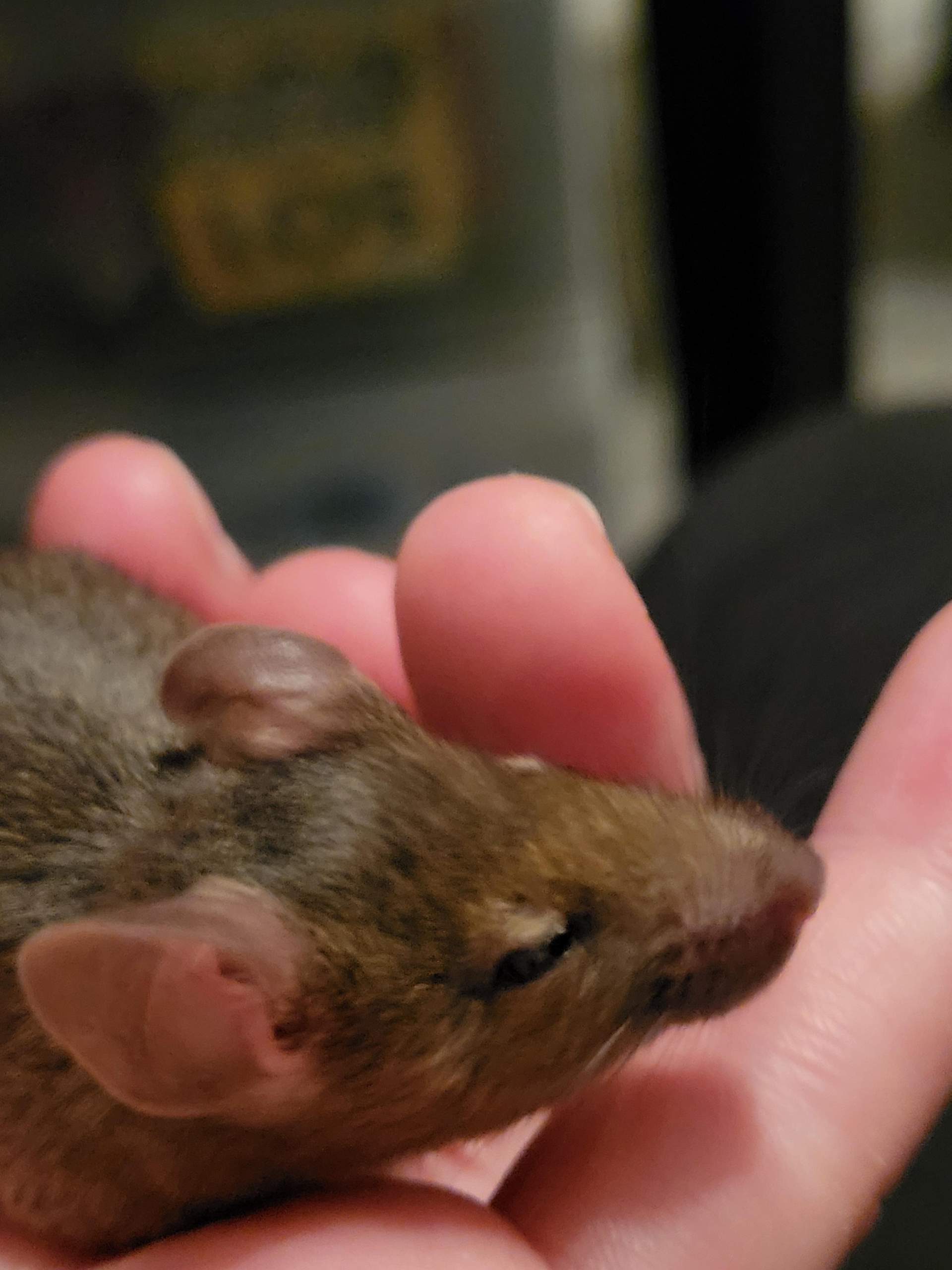 Maus Auge? (Gesundheit und Medizin, Augen, Nagetiere)