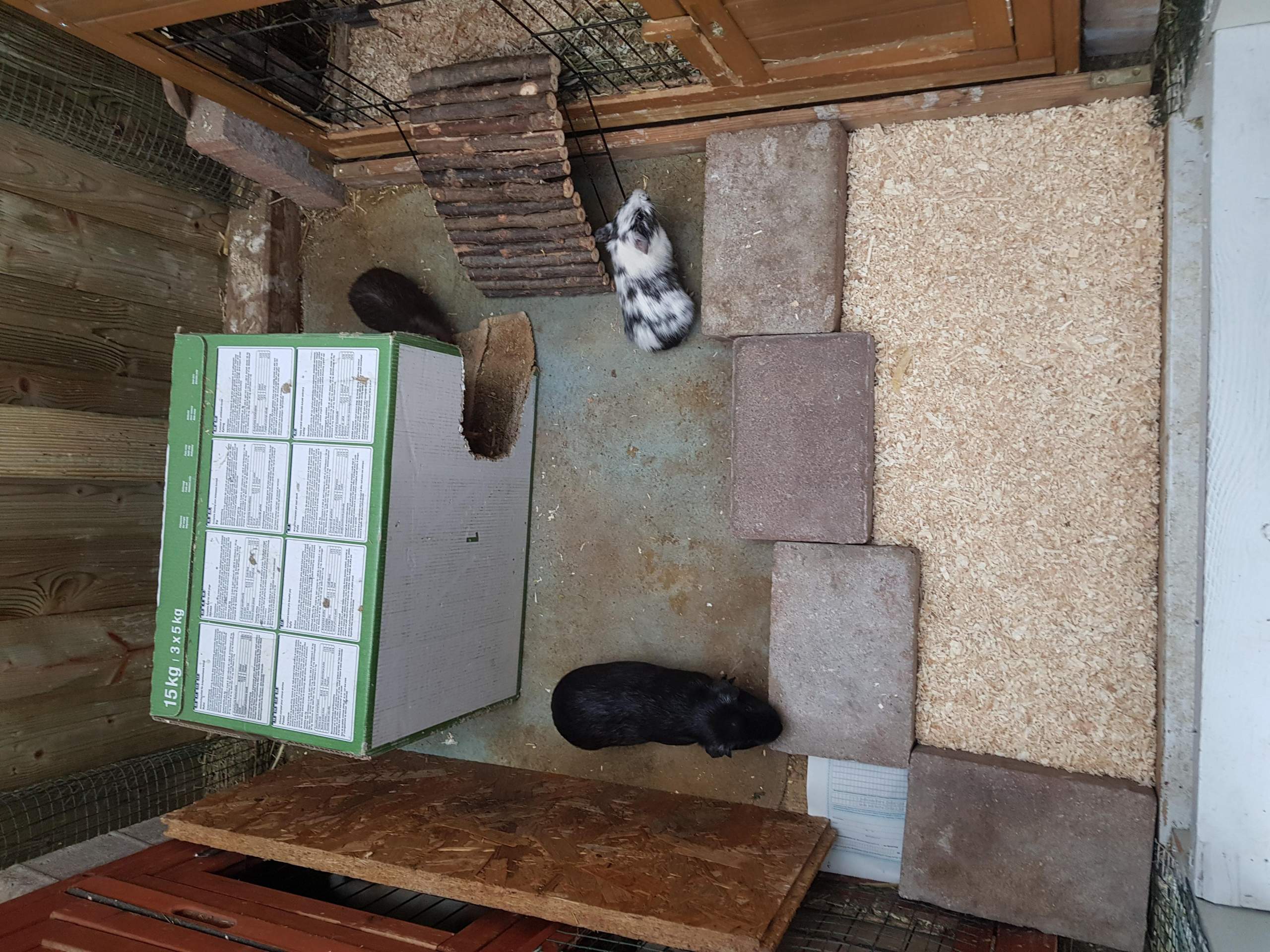 Meerschweinchen Gehege gut Eingerichtet? (Nagetiere, artgerechte ...