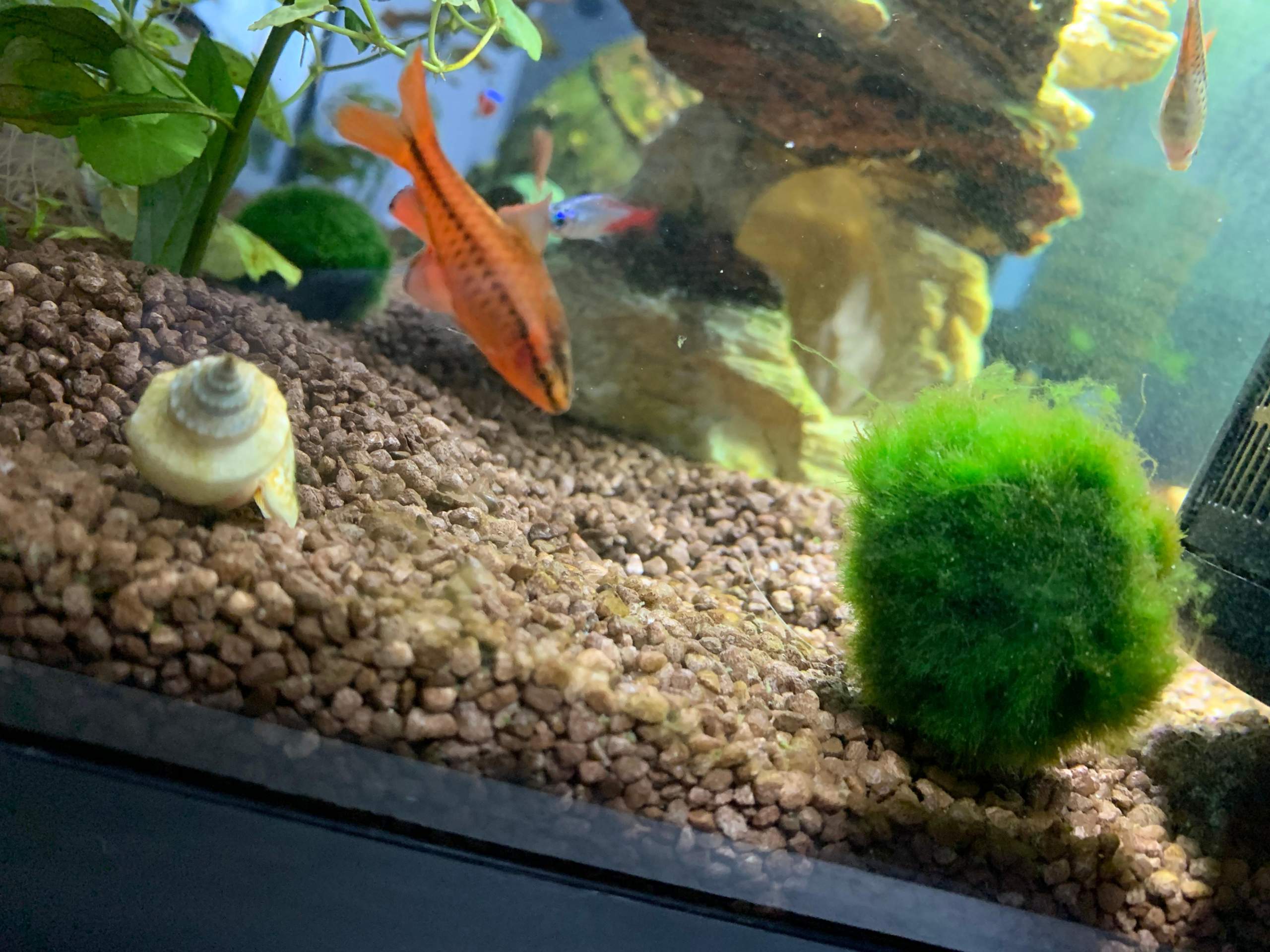 Mein Fisch frisst meine Kampffische an? (Fische, Aquarium)