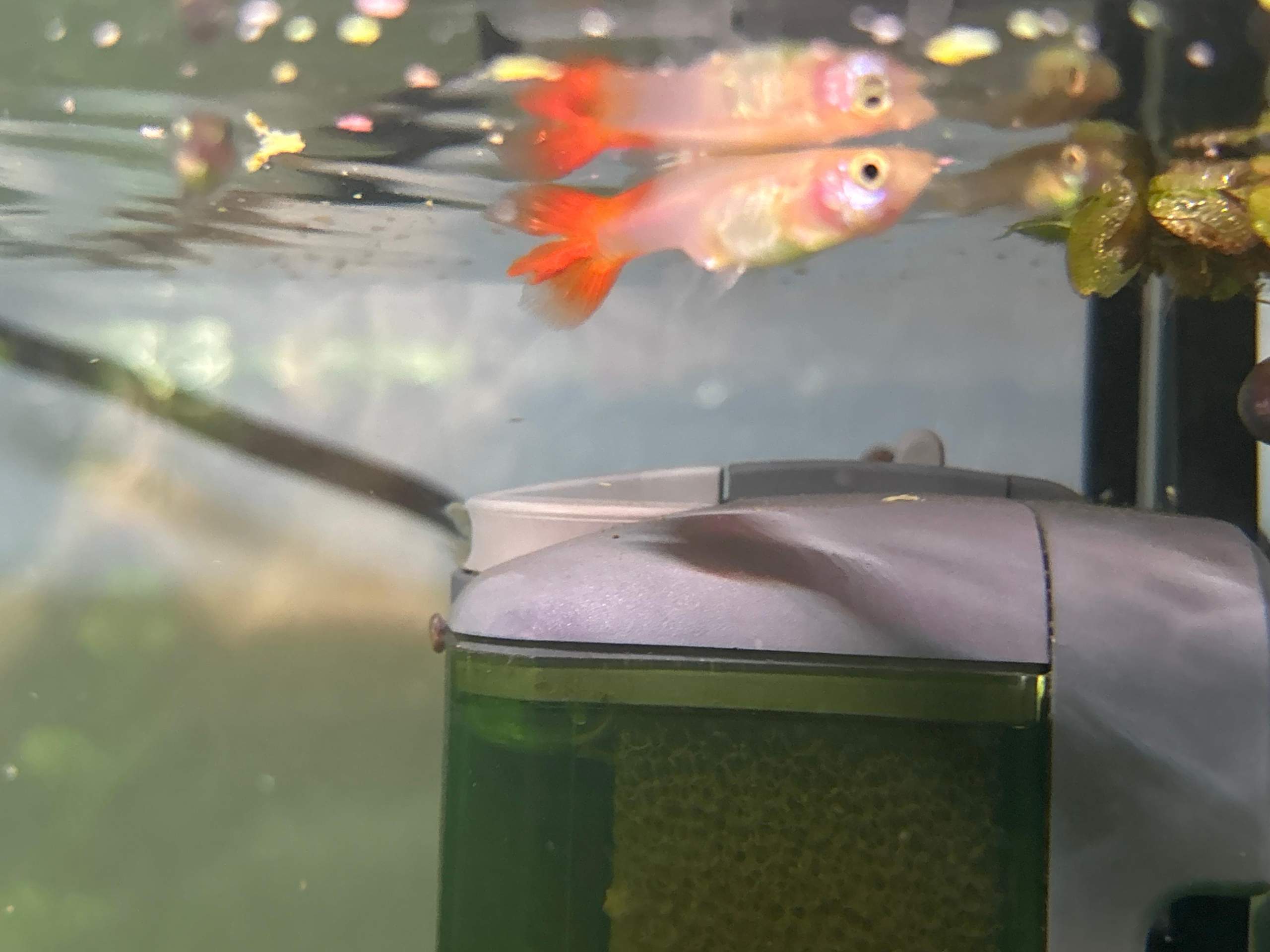 Mein guppy hat rote Kiemen? (Krankheit, Aquarium, Aquariumfische)