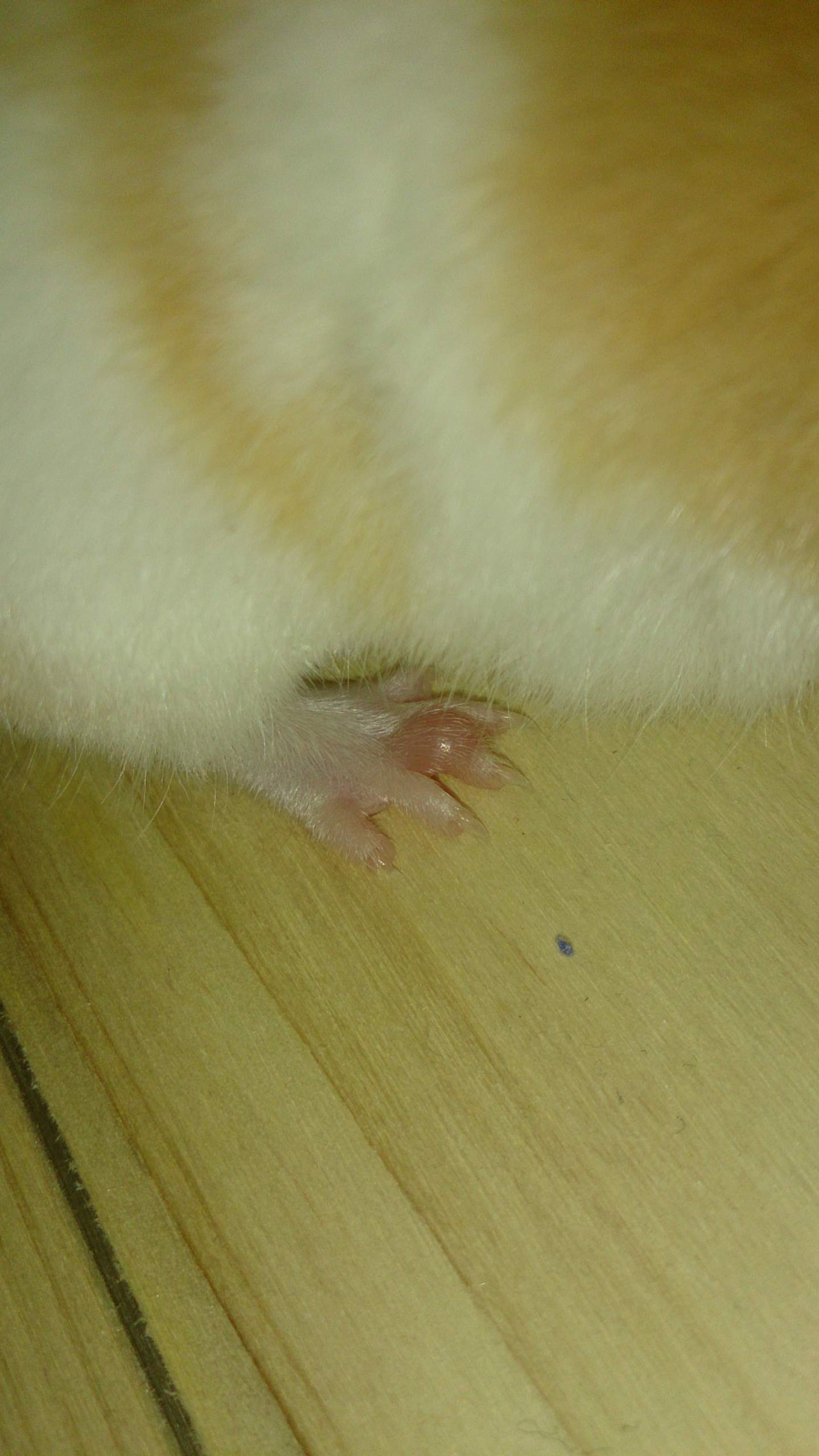 Mein Hamster hat ein geschwollen Fuß jemand der sich besonders gut ...