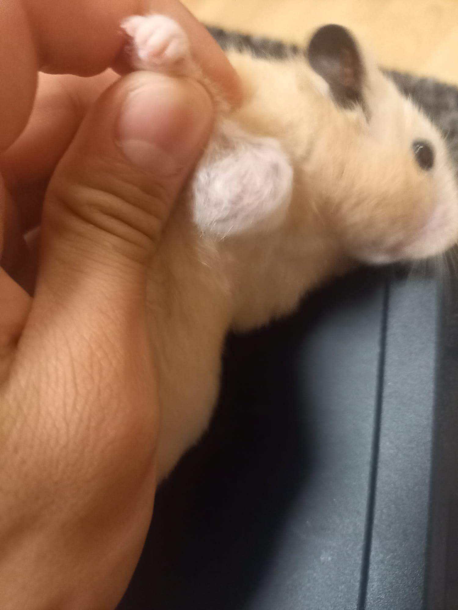 Mein Hamster hat eine Beule? (Gesundheit, Nagetiere, Tumor)