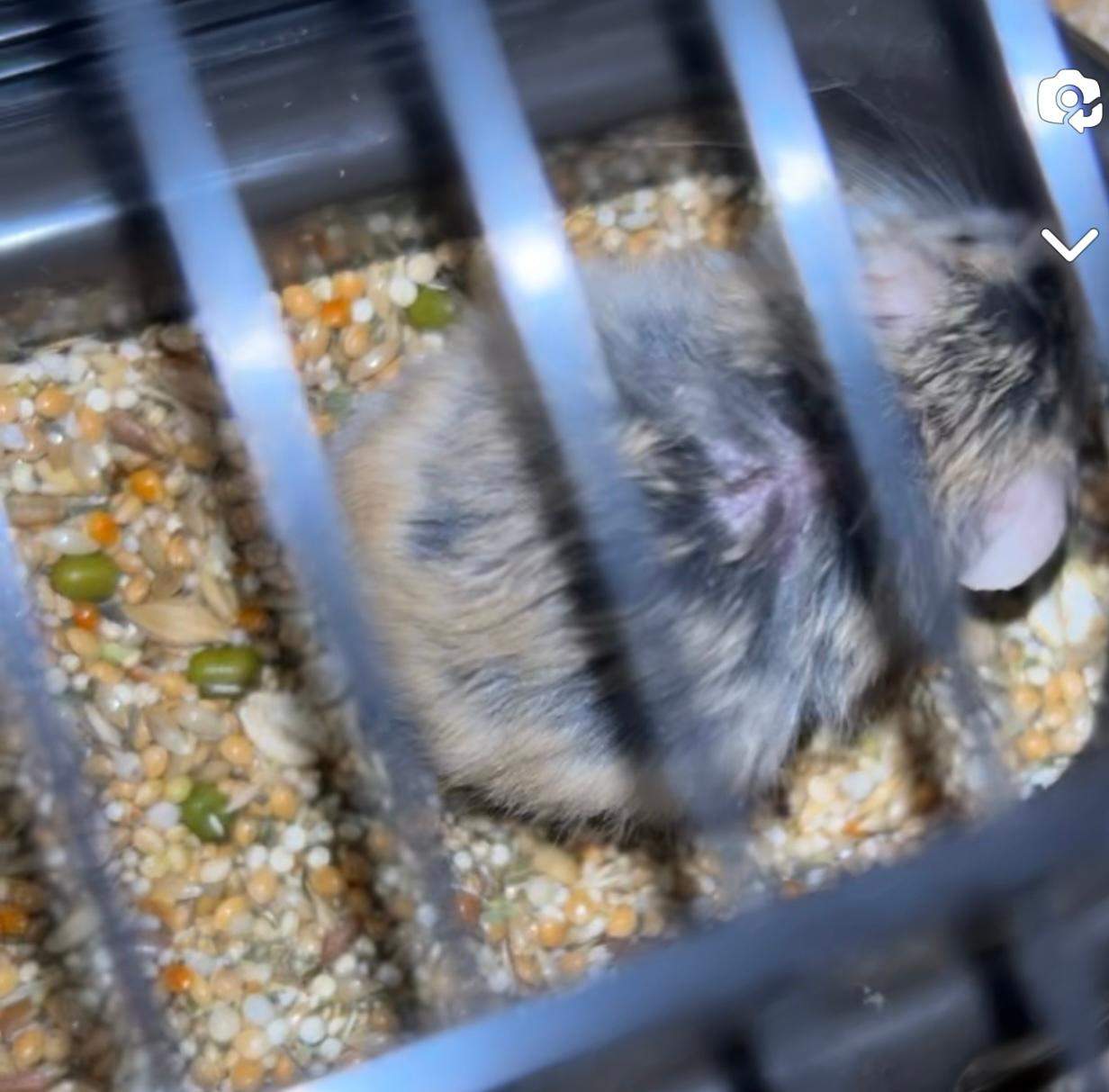 Mein Hamster hat wunden am körper und seine Haut wird rot und er ...