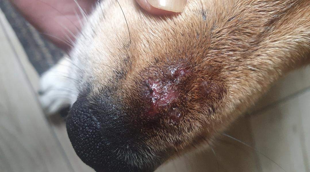 Fabelhafte Hund Schwellung Gesicht Einseitig Bilder