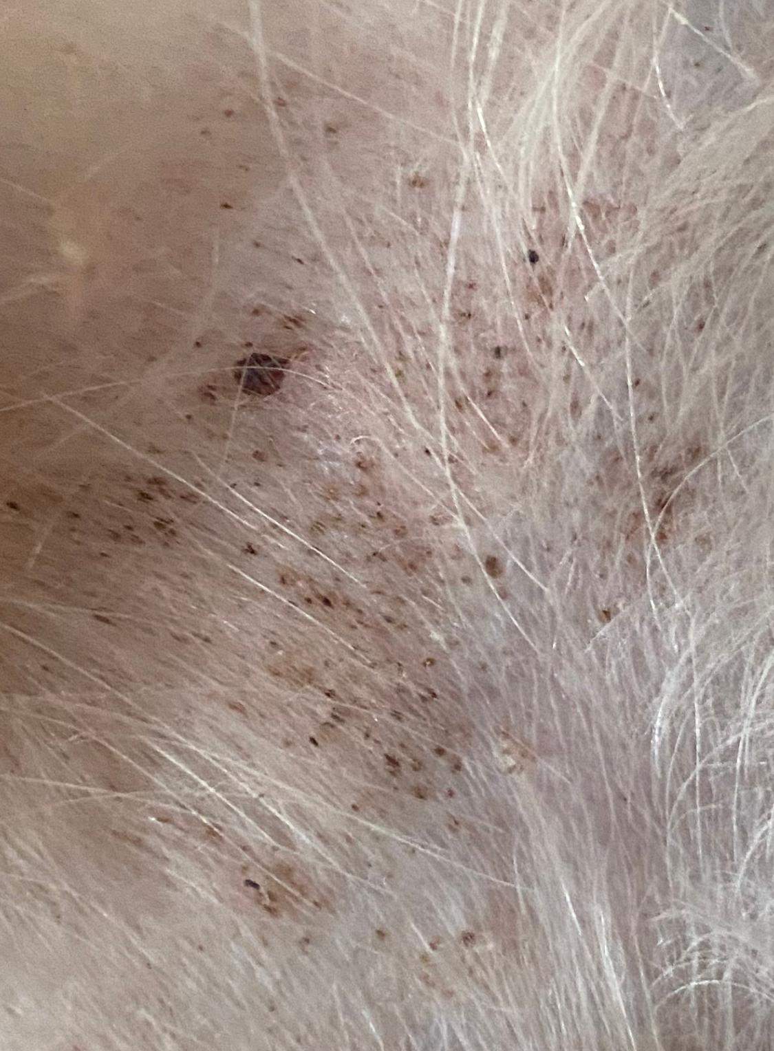 Mein Hund hat diese Punkte kann mir jemand sagen was das ist? (Tierarzt ...