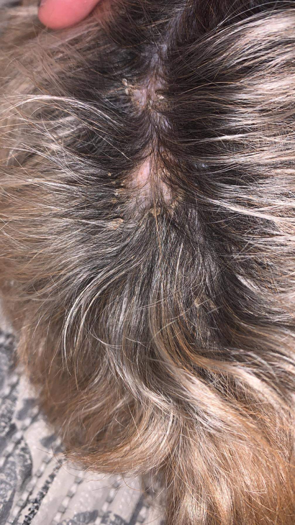 Mein Hund hat einen Ausschlag. Was könnte das sein?