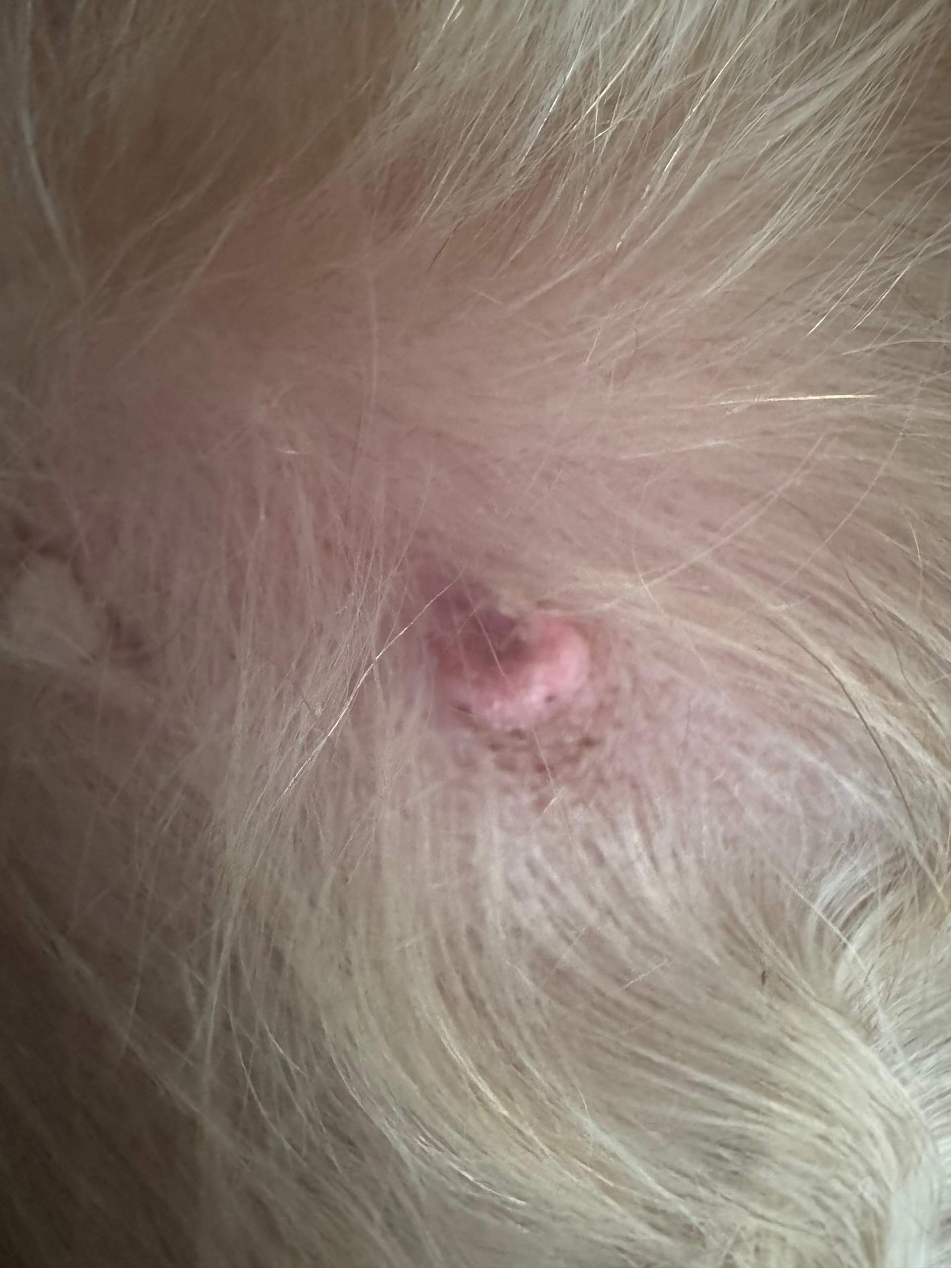 Mein Hund hat eine komische Beule/Stelle am Bauch? (Gesundheit ...