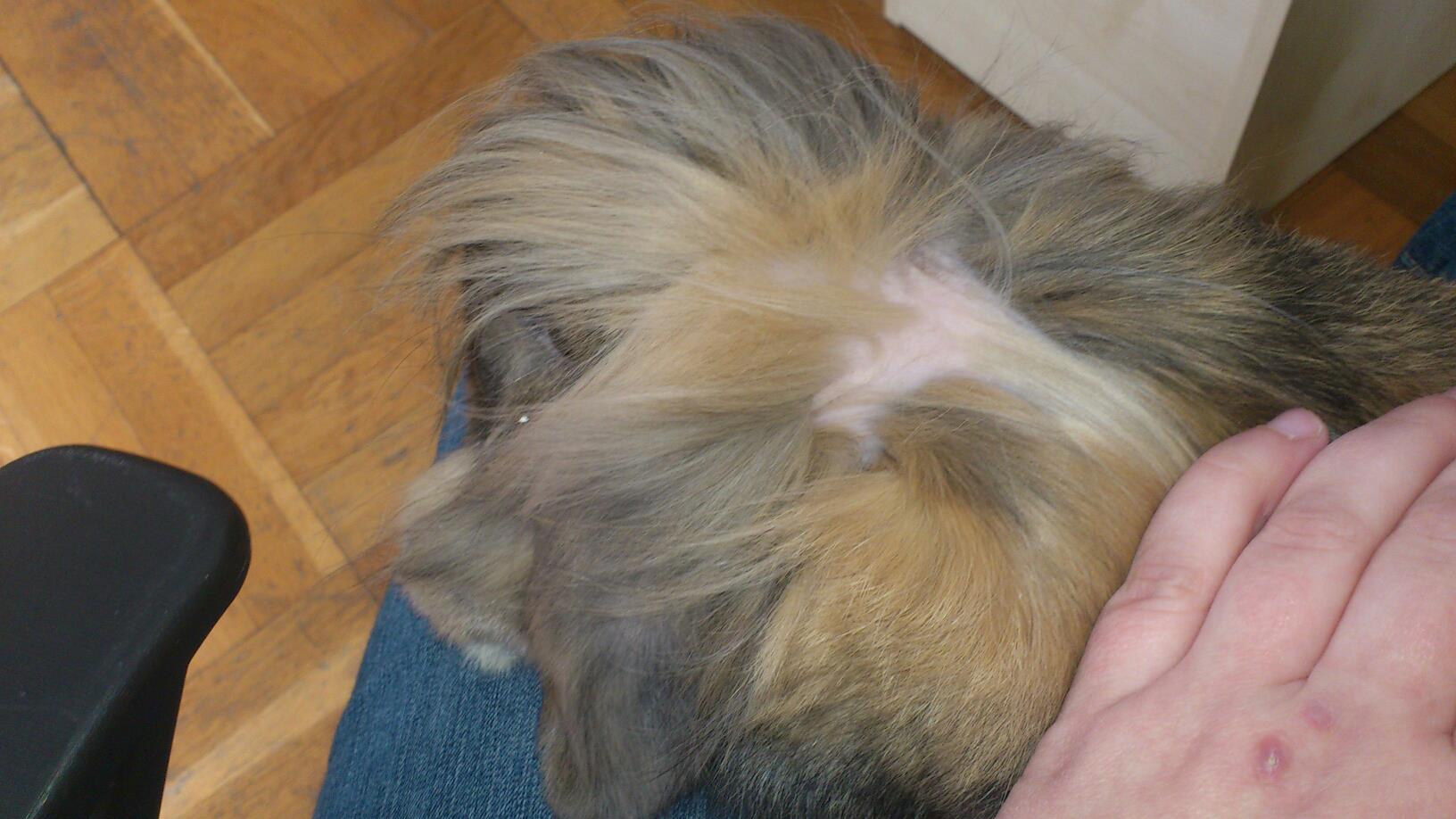 Mein Kaninchen verliert Fell hinter den Ohren..