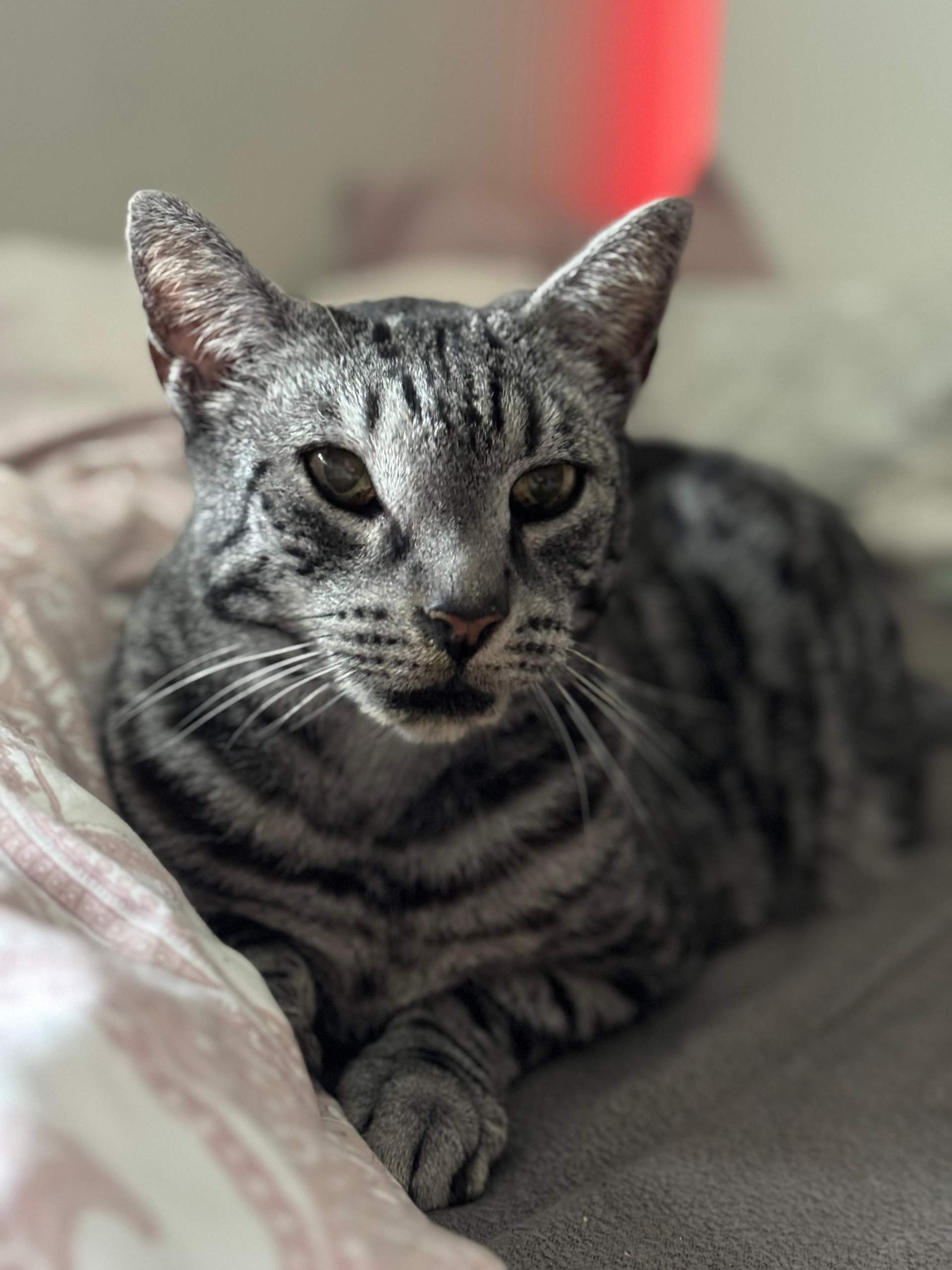 Mein Kater hat eine Beule an der Nase was soll ich tun? (Arzt, Tierarzt ...