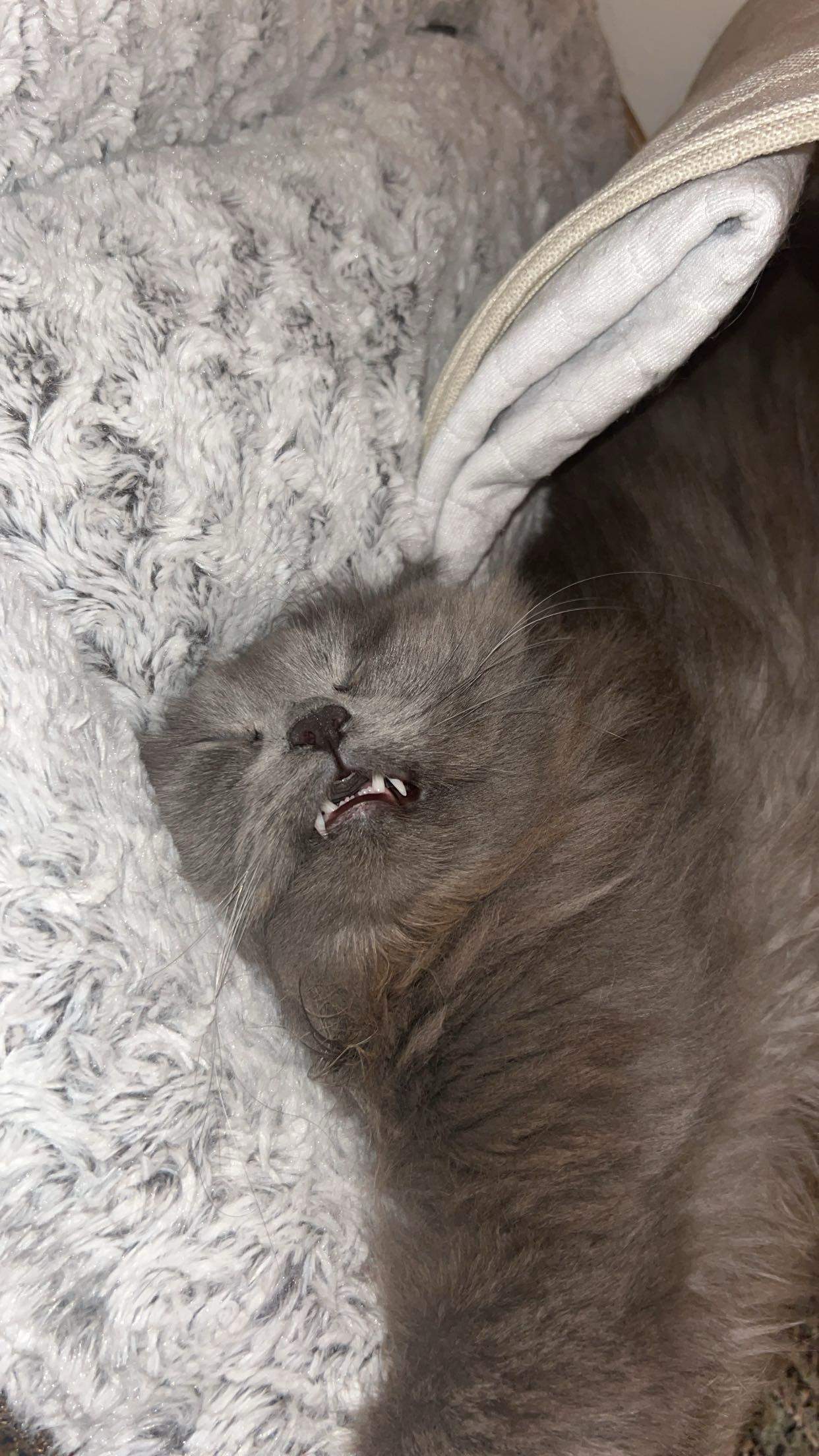 Das Fell meines Katers färbt sich orange? (Farbe, Kater)