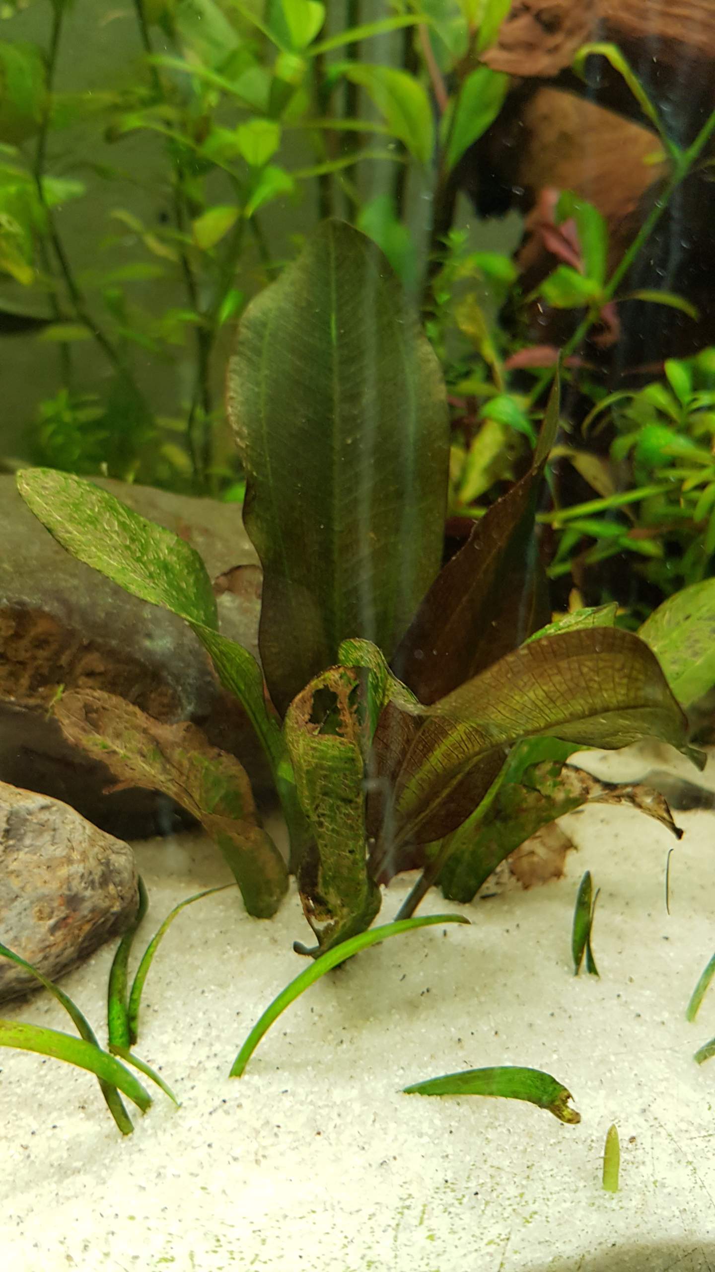 Aquarium Pflanzen Werden Braun