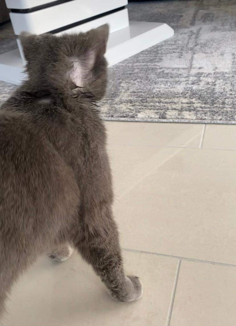 Meine Katze hat rießen Hotspots trotz Behandlung? (Entzündung, Juckreiz ...