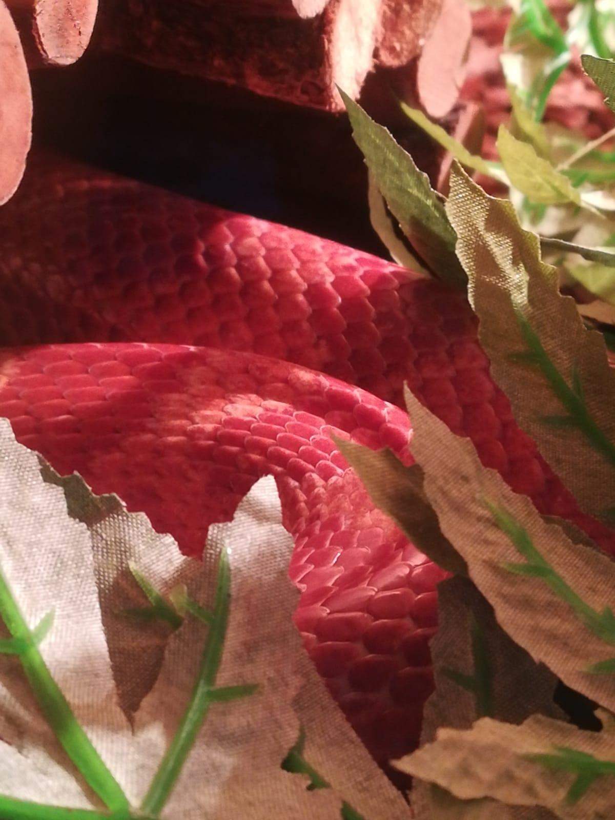 Meine Kornnatter hat sowas wie eine Delle auf dem "Rücken", was ist das ...