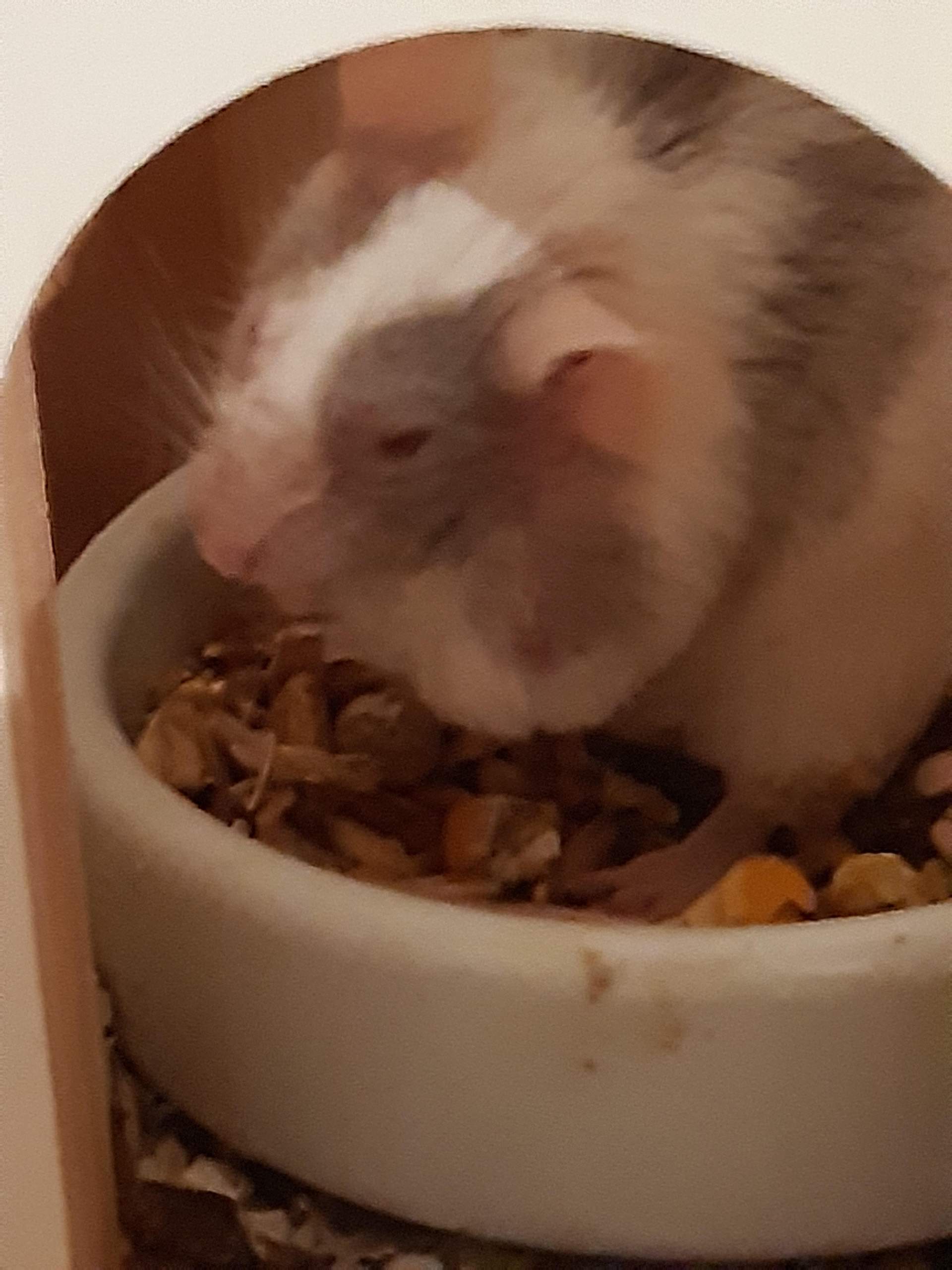 Meine Maus hat eine dicke Beule am Hals? (Haustiere, Tierarzt, Tierhaltung)