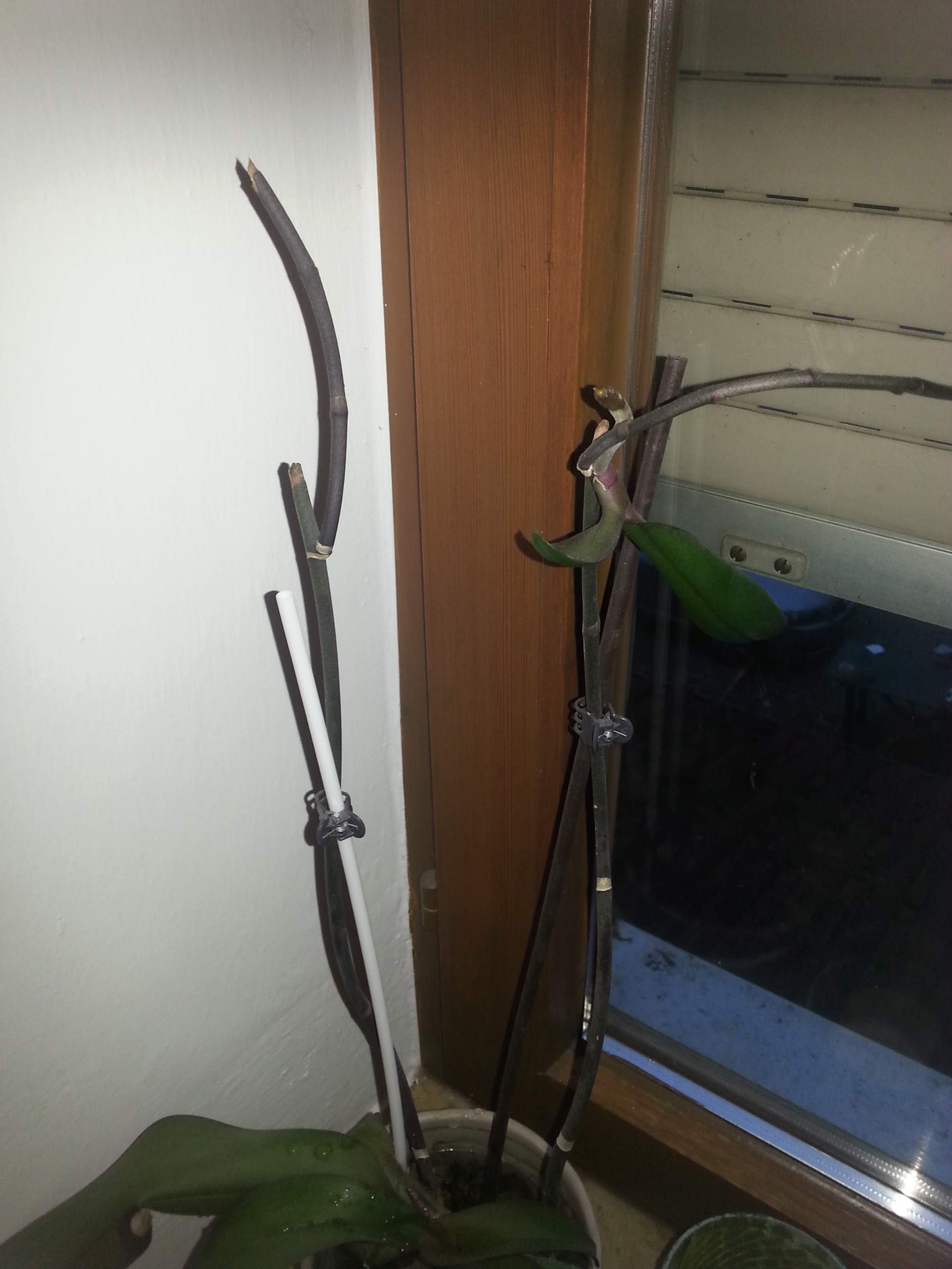 Meine Orchidee hat einen neuen Trieb - wie pflanze ich diesen ein ...