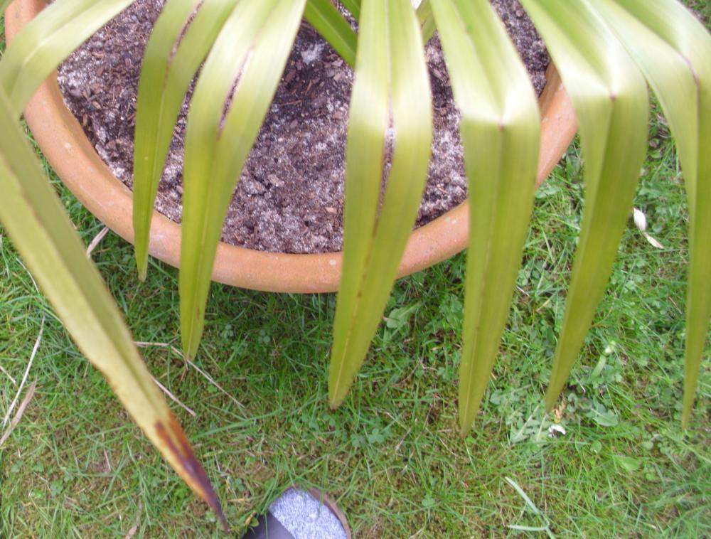 Meine Palme (Pflege, Pflanzen, trocken)