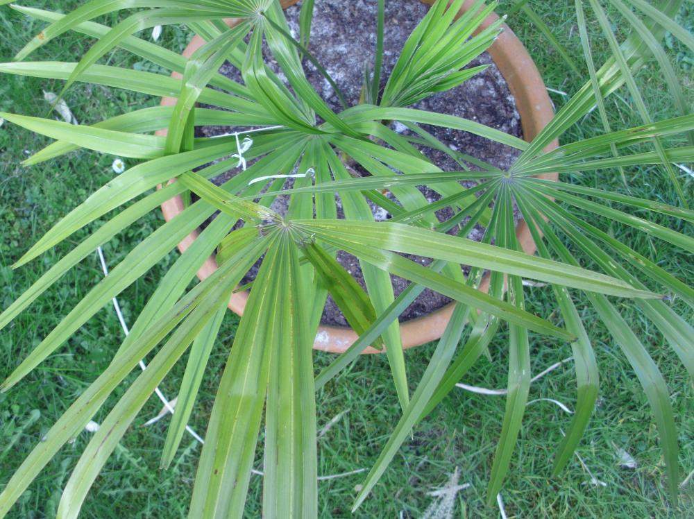 Meine Palme (Pflege, Pflanzen, trocken)