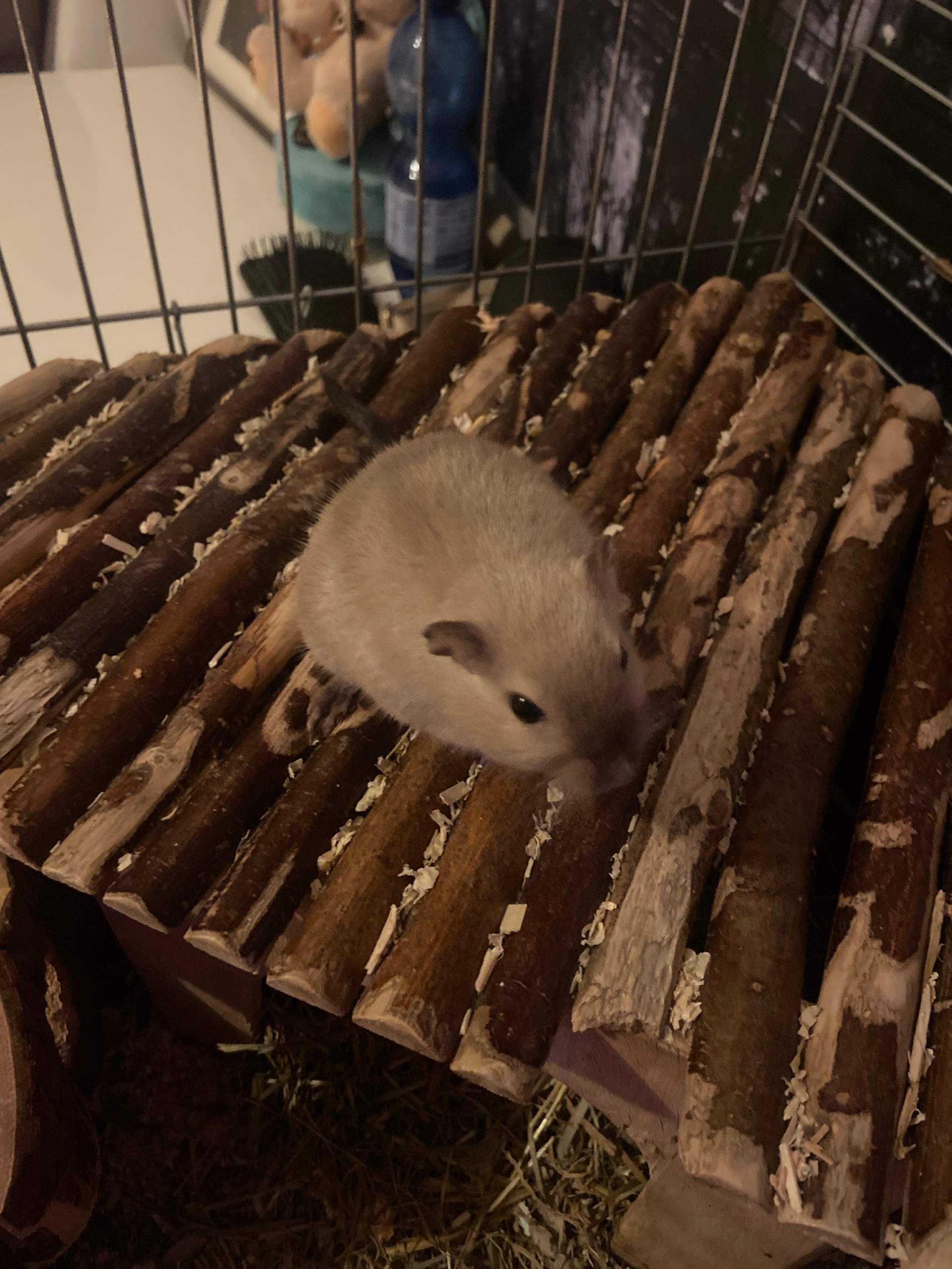 Kommt Eine Maus Alleine