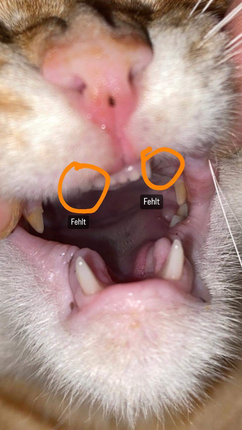 Katze Hat Zahn Verloren