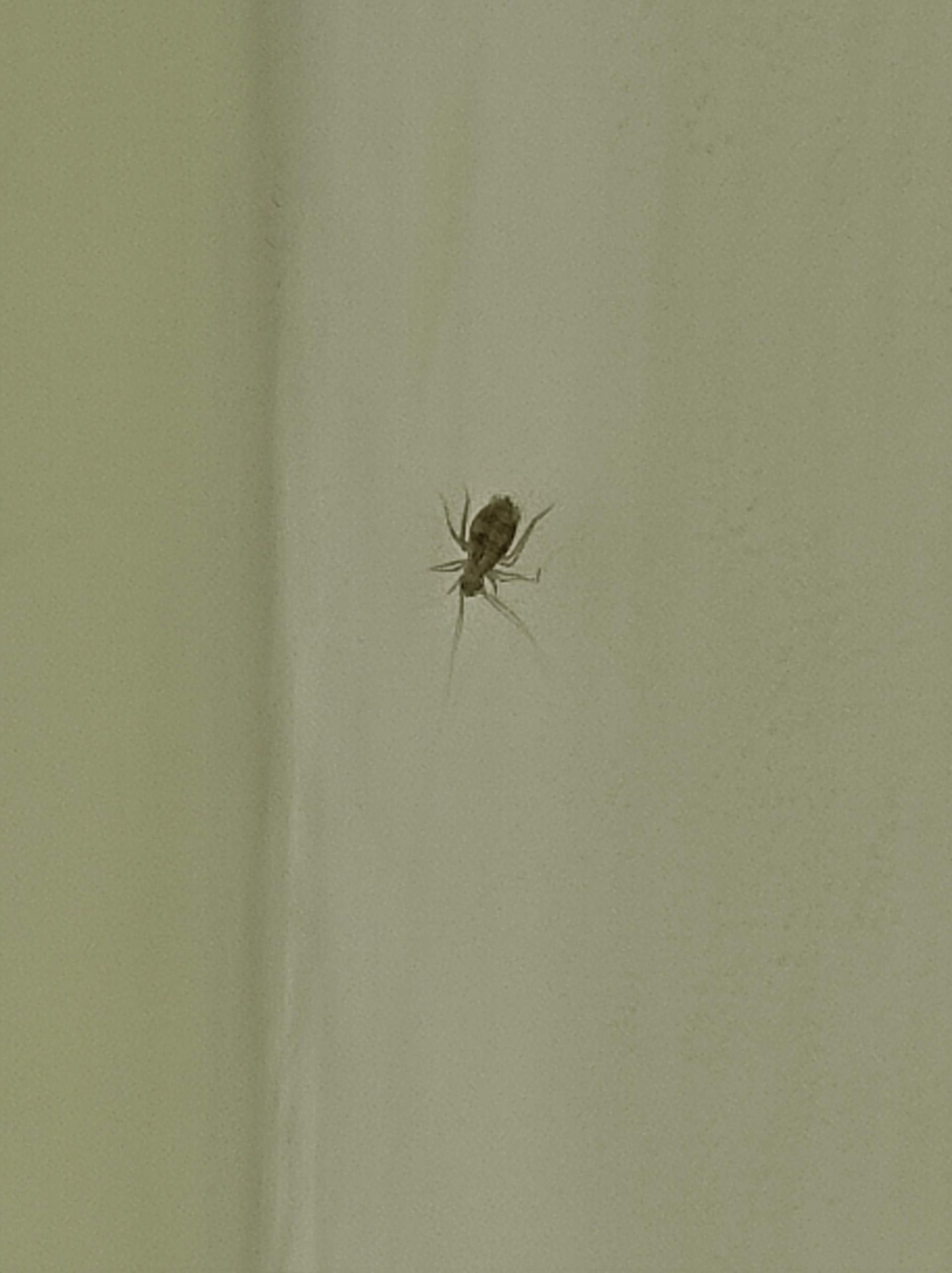 Milbe oder Staublaus? (Insekten, Ungeziefer, Parasiten)