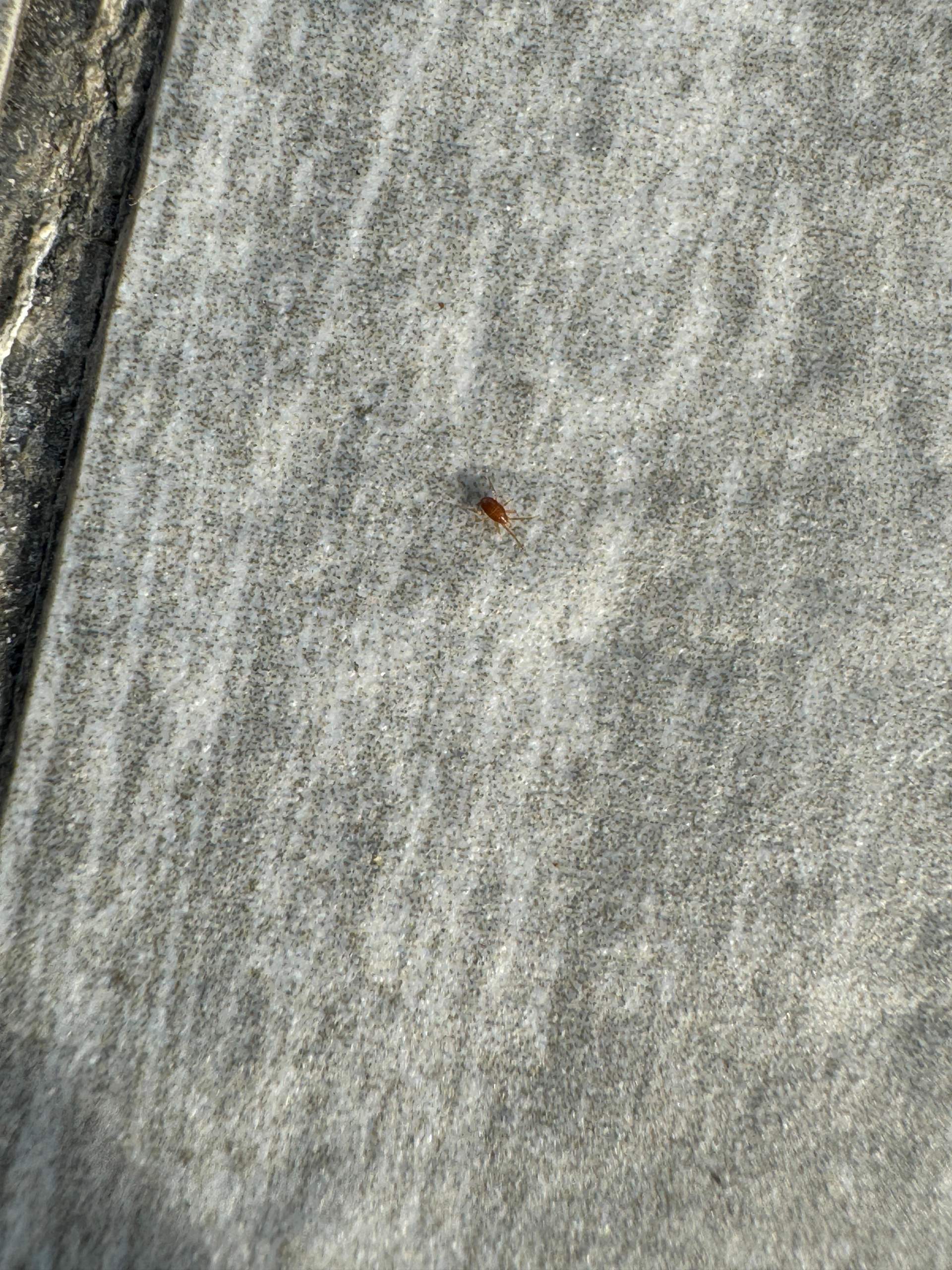 Milben oder was sind das für Insekten auf Terrasse? (Ungeziefer ...