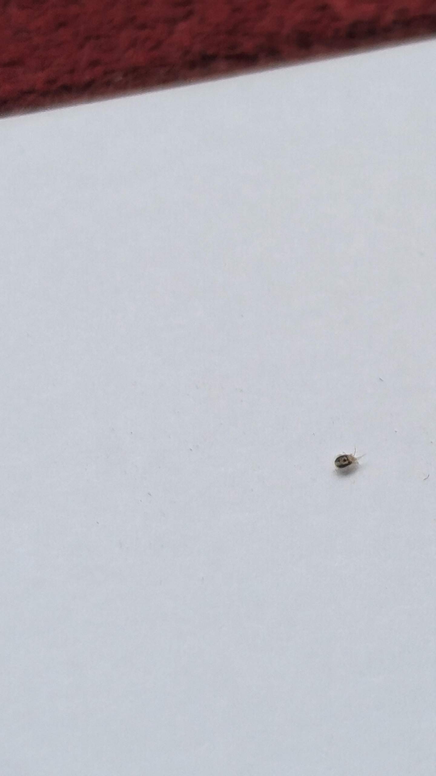 Milben, Zecken, Läuse - was sind das für kleine schwarze Insekten mit ...