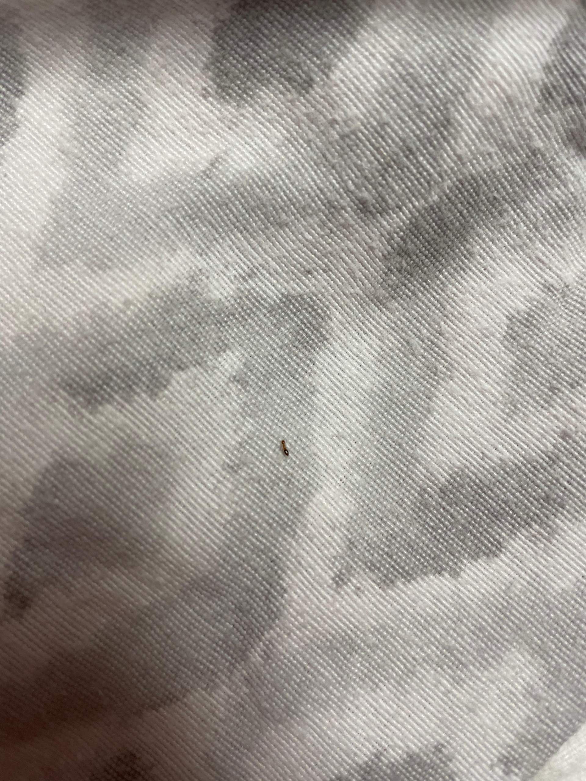 Mini Ameisen in der Wohnung? (Insekten, Schädlinge, Ungeziefer)