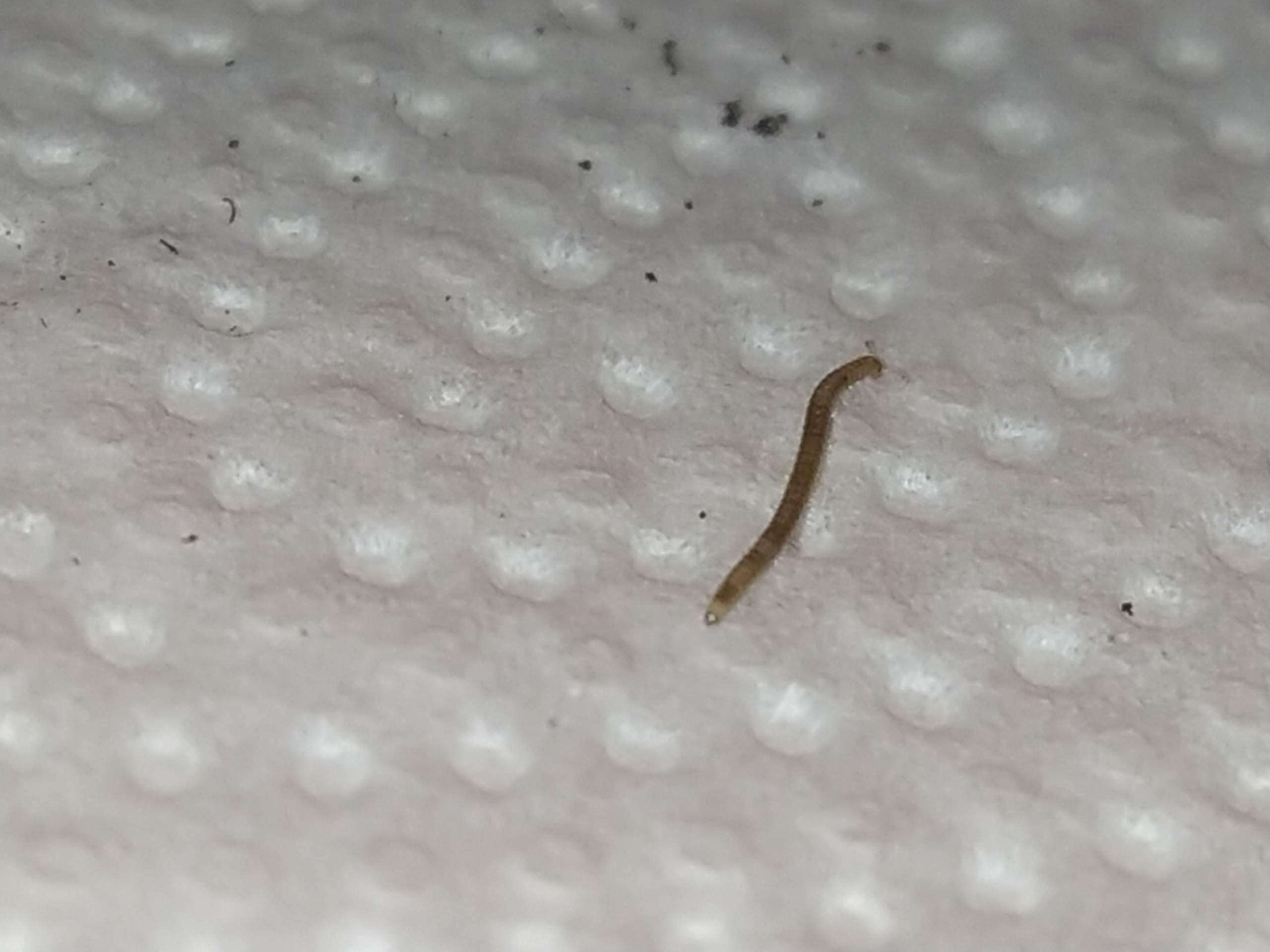 Mini Tausend/Hundertfüßer fressen Keimlinge und Pflanzenwurzeln im Haus ...
