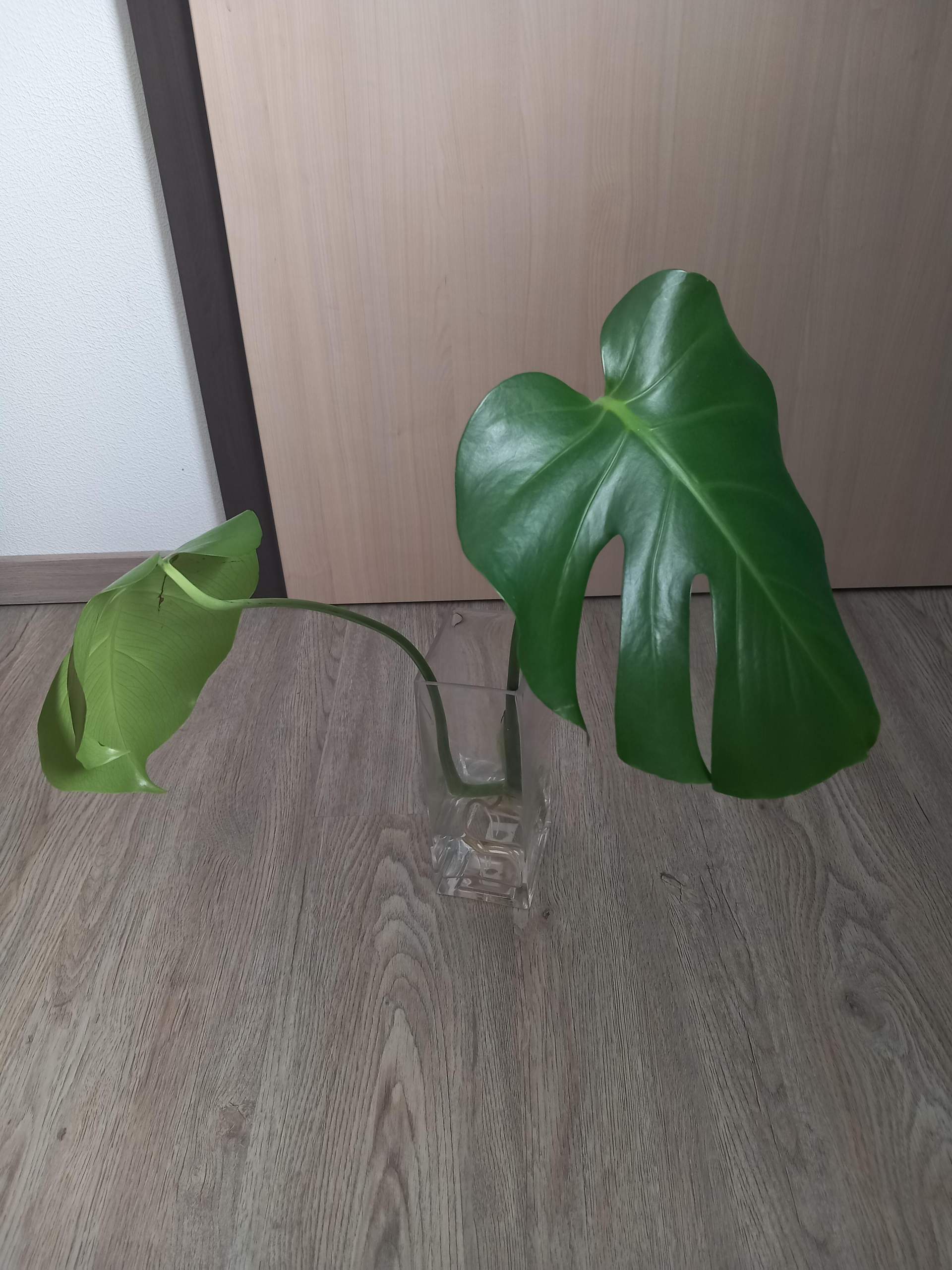 Monstera Ableger schon einpflanzen? (Wasser, Erde, Pflanzenpflege)