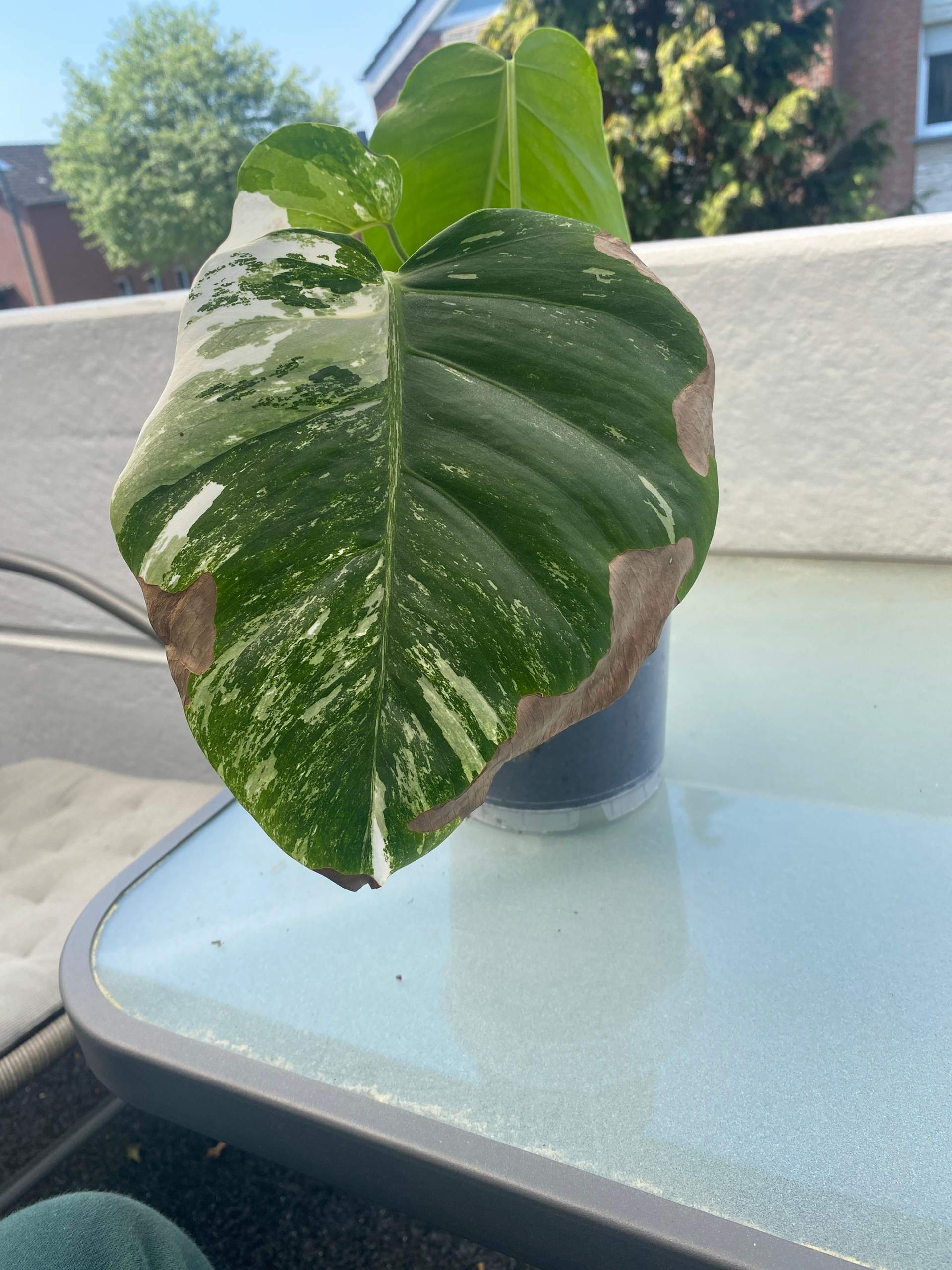 Monstera albo variegata blatt wird braun? (Pflanzenpflege ...